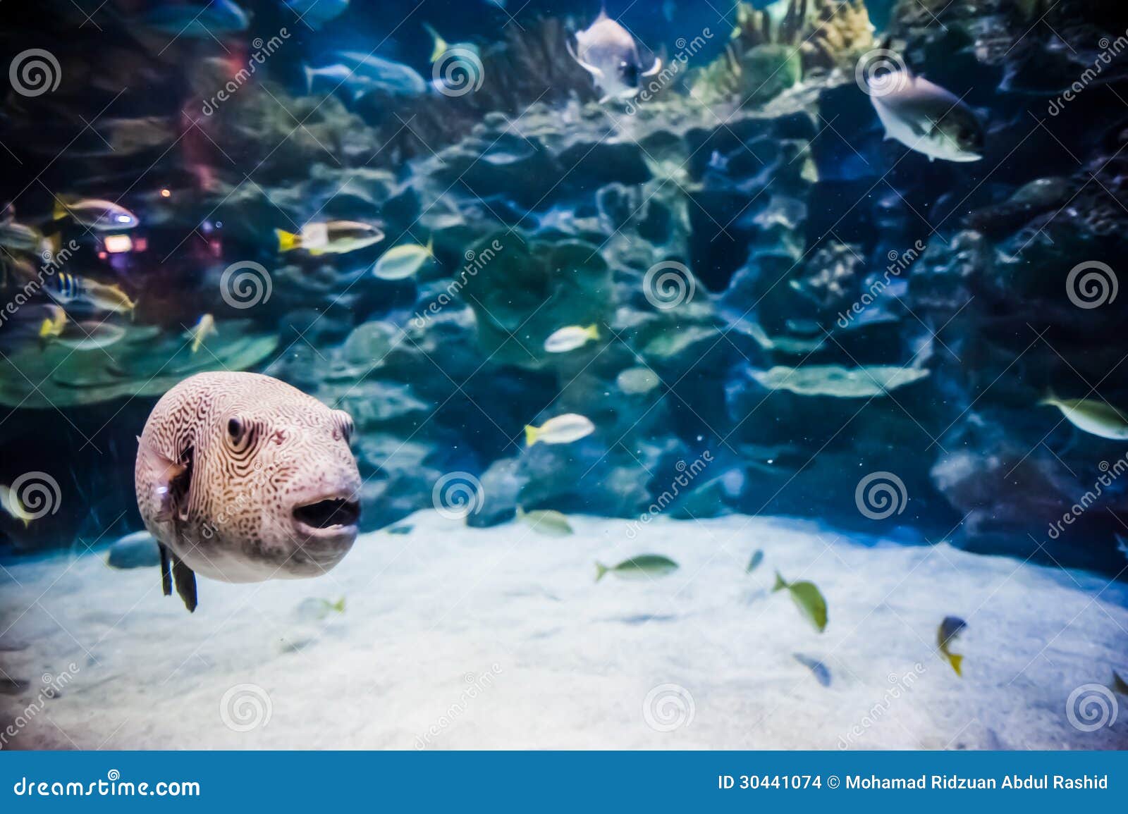Puffer Fish in Tank stock photo. Image of animals, ocean - 30441074