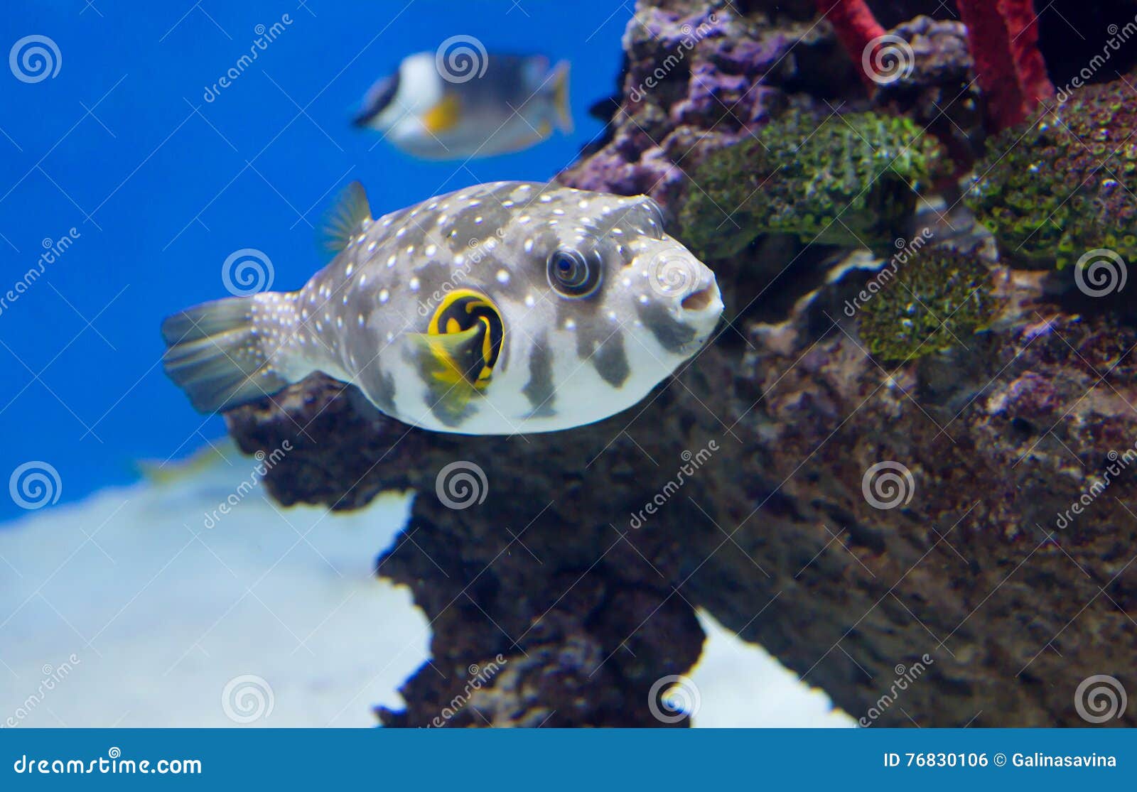 Puffer Fish (Tropical Fish) Stock Photo - Image of scale, color: 76830106