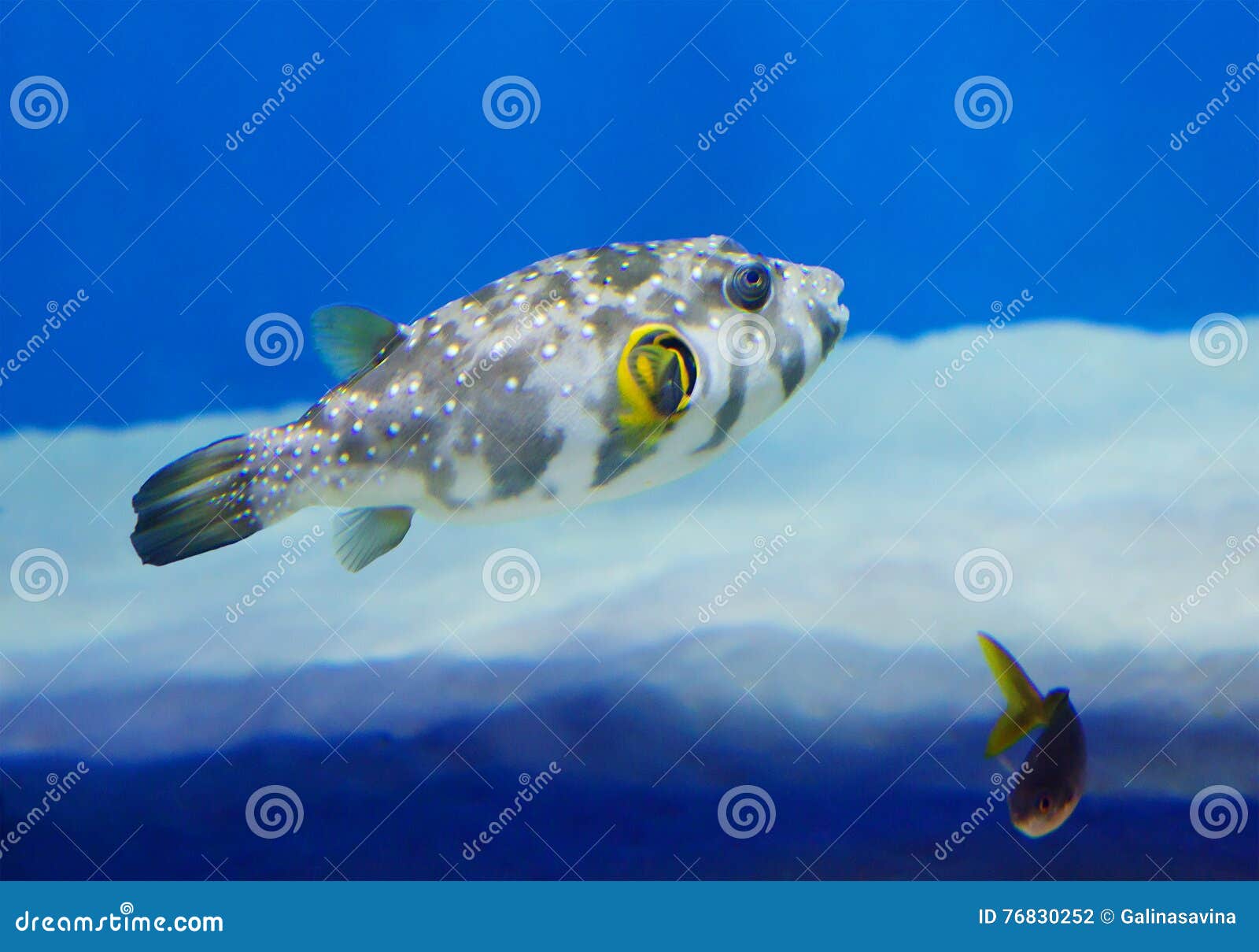 Puffer Fish (Tropical Fish) Stock Photo - Image of scale, blue: 76830252
