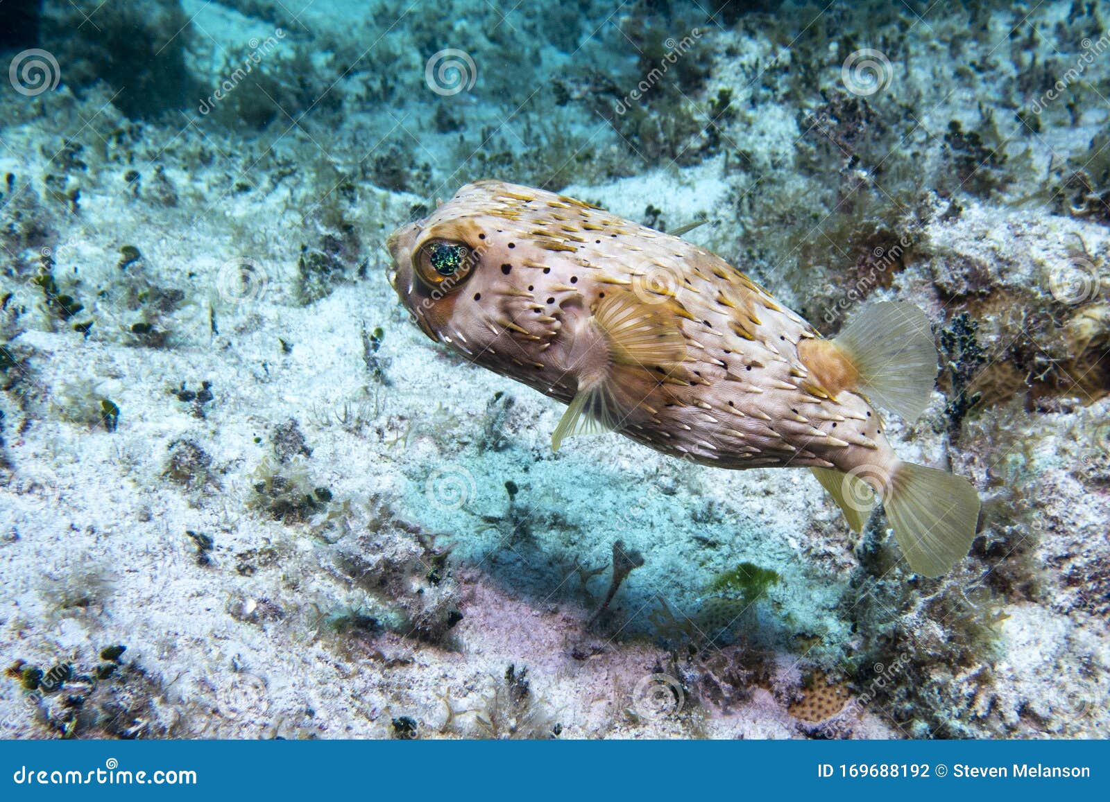 Puffer fish stock photo. Image of wild, peaceful, oceanic - 169688192