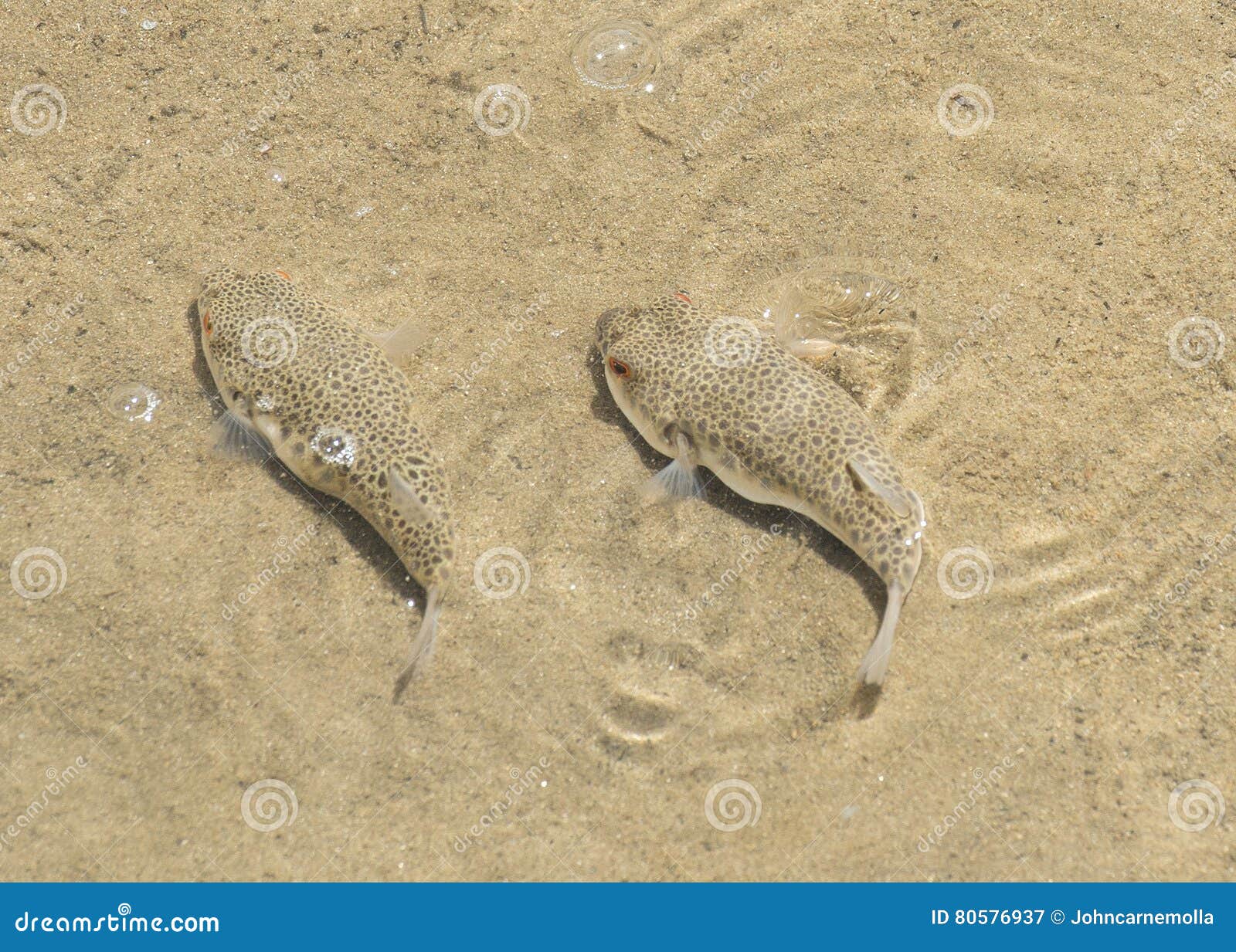 Puffer fish. stock image. Image of urunga, fish, toadfish - 80576937