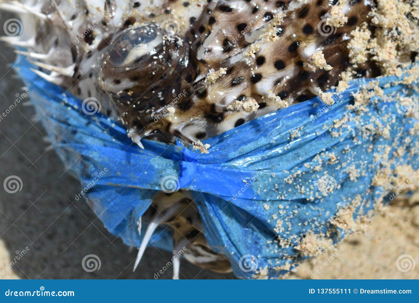 Puffer Fish Washed Up in a Plastic Bag. Plastic Pollution in Ocean ...
