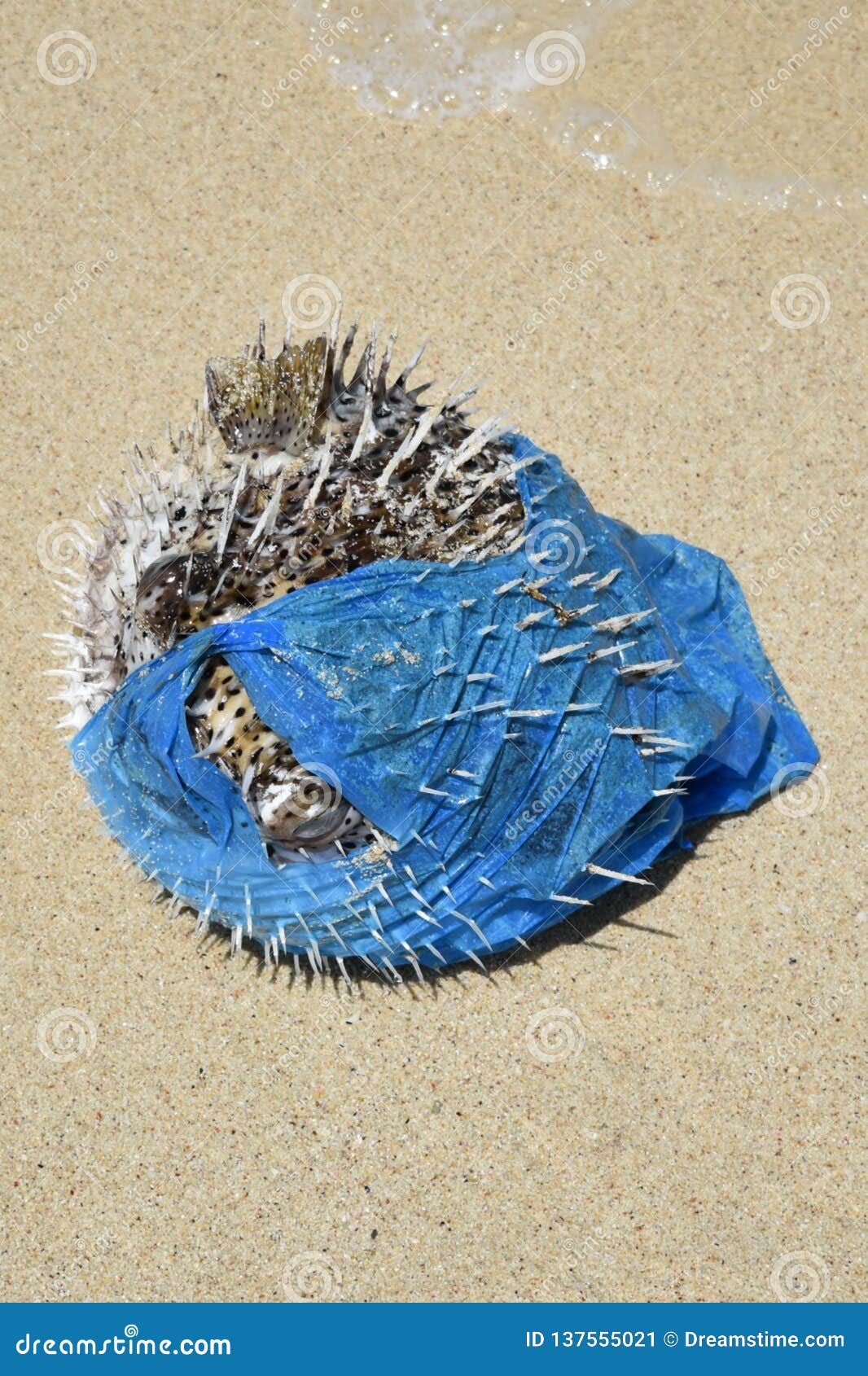 Puffer Fish Washed Up in a Plastic Bag. Plastic Pollution in Ocean ...