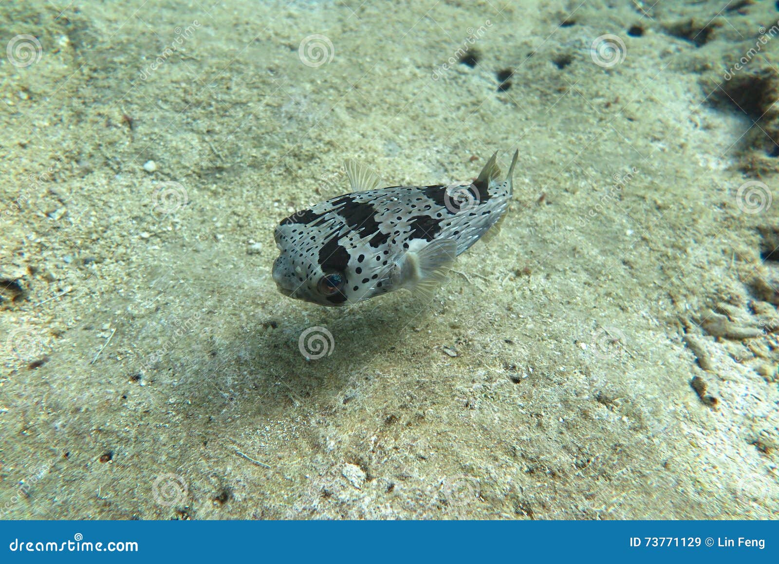 Puffer; Fugu; Globefish; Balloonfish; Rabbitfish Stock Image - Image of ...