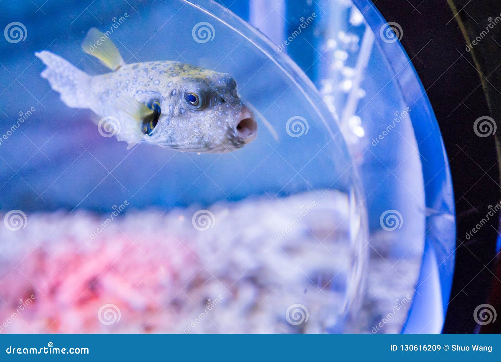 Puffer stock image. Image of delicacy, tasty, aquariums - 130616209