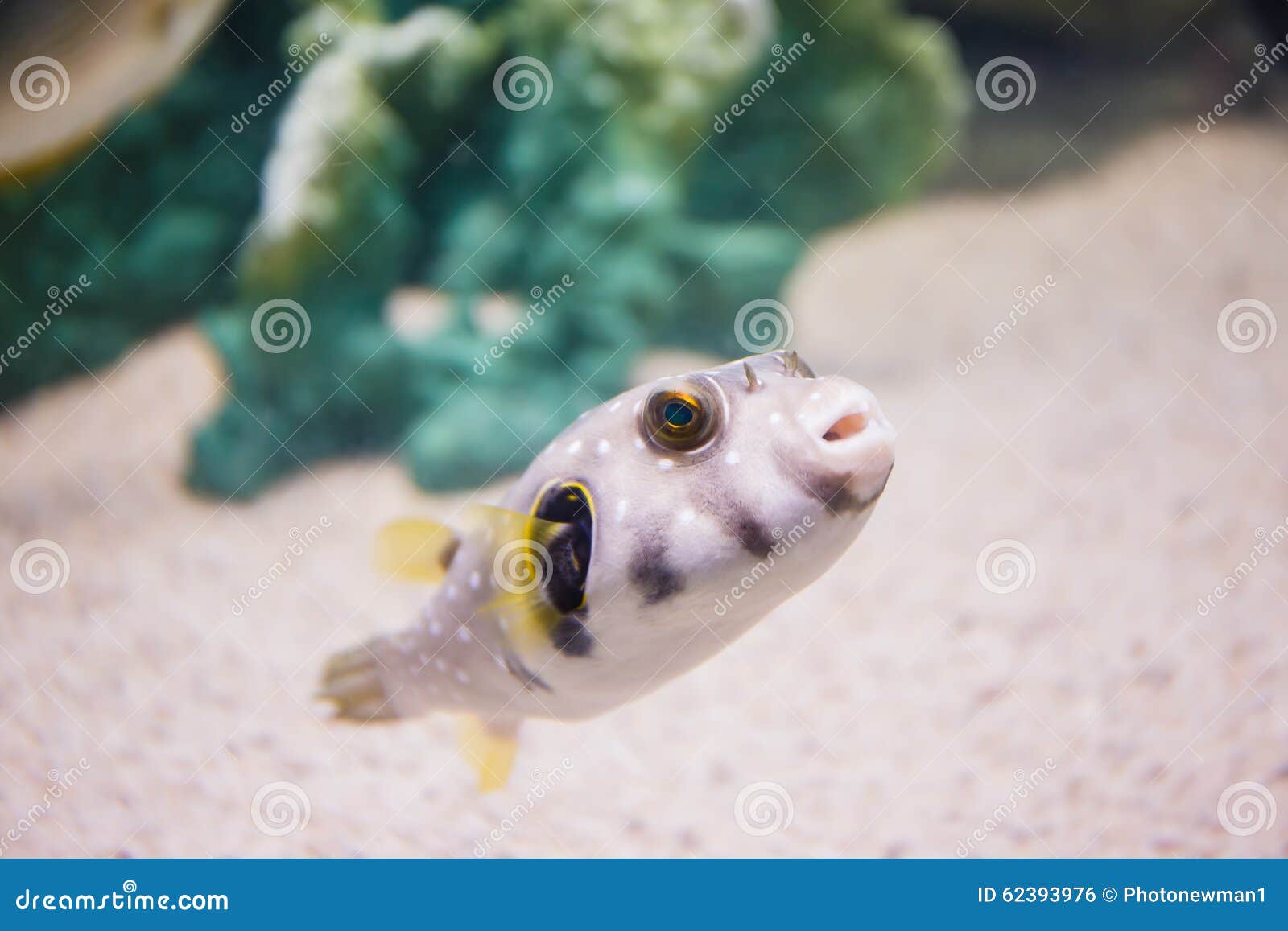Puffer stock photo. Image of ocean, color, puffer, exotic - 62393976