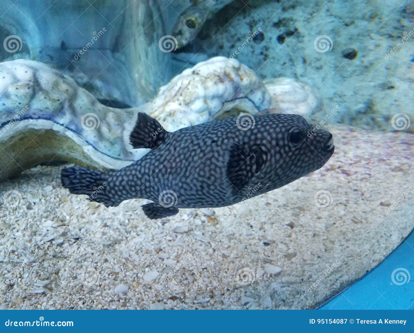 Puffer in tank stock image. Image of creature, environment - 95154087