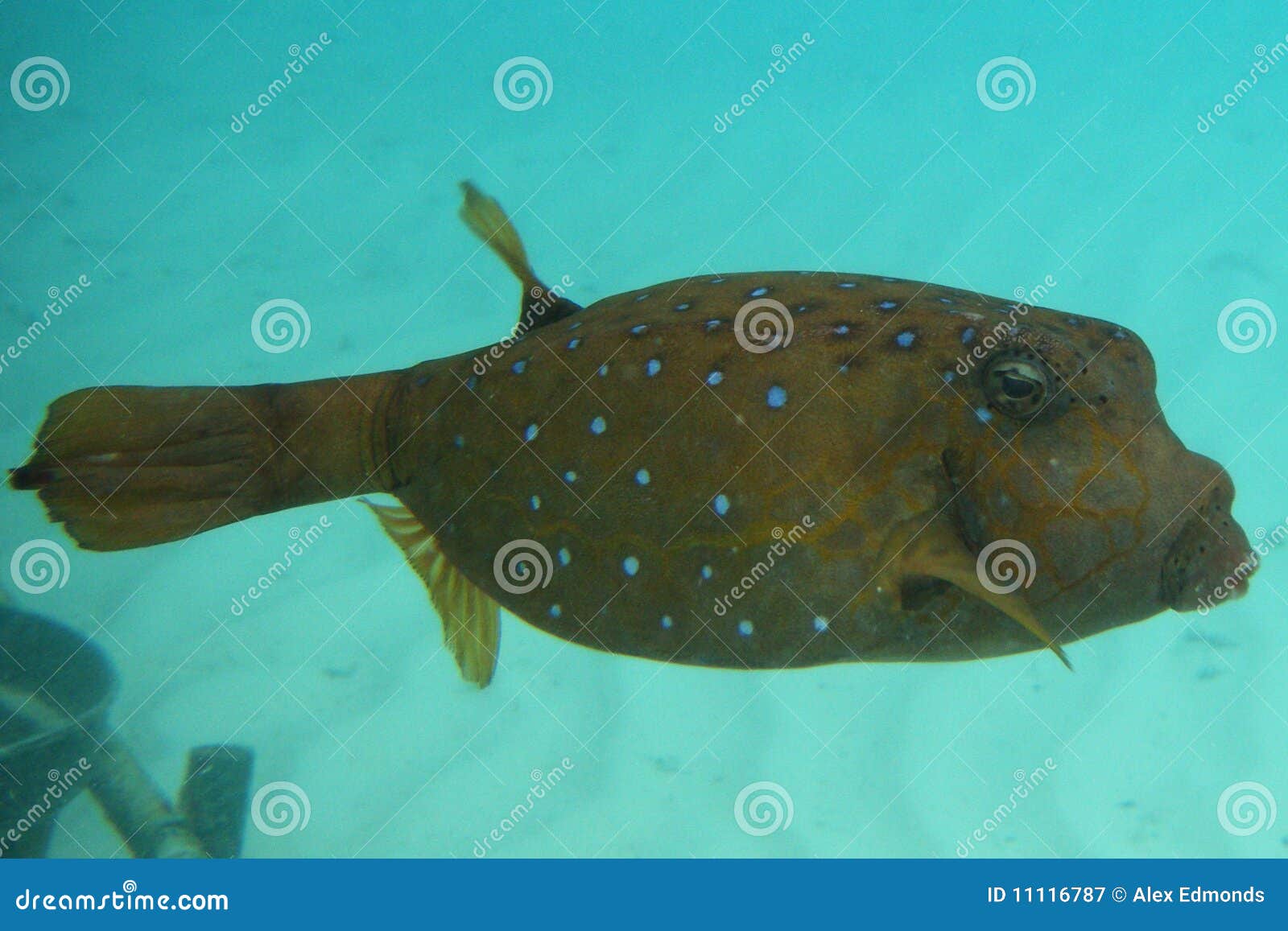 Pufferfish stock image. Image of french, colour, puffer - 11116787