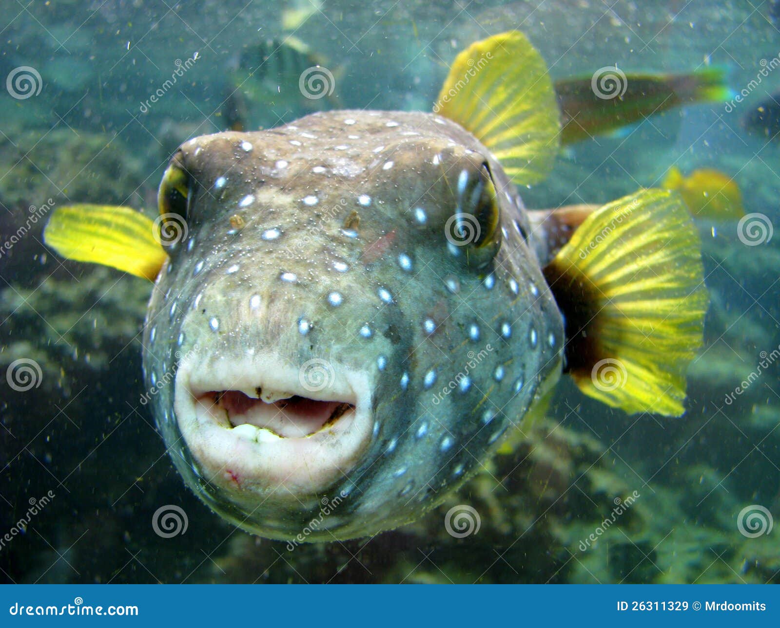 Pufferfish stock image. Image of pattern, marine, creature - 26311329