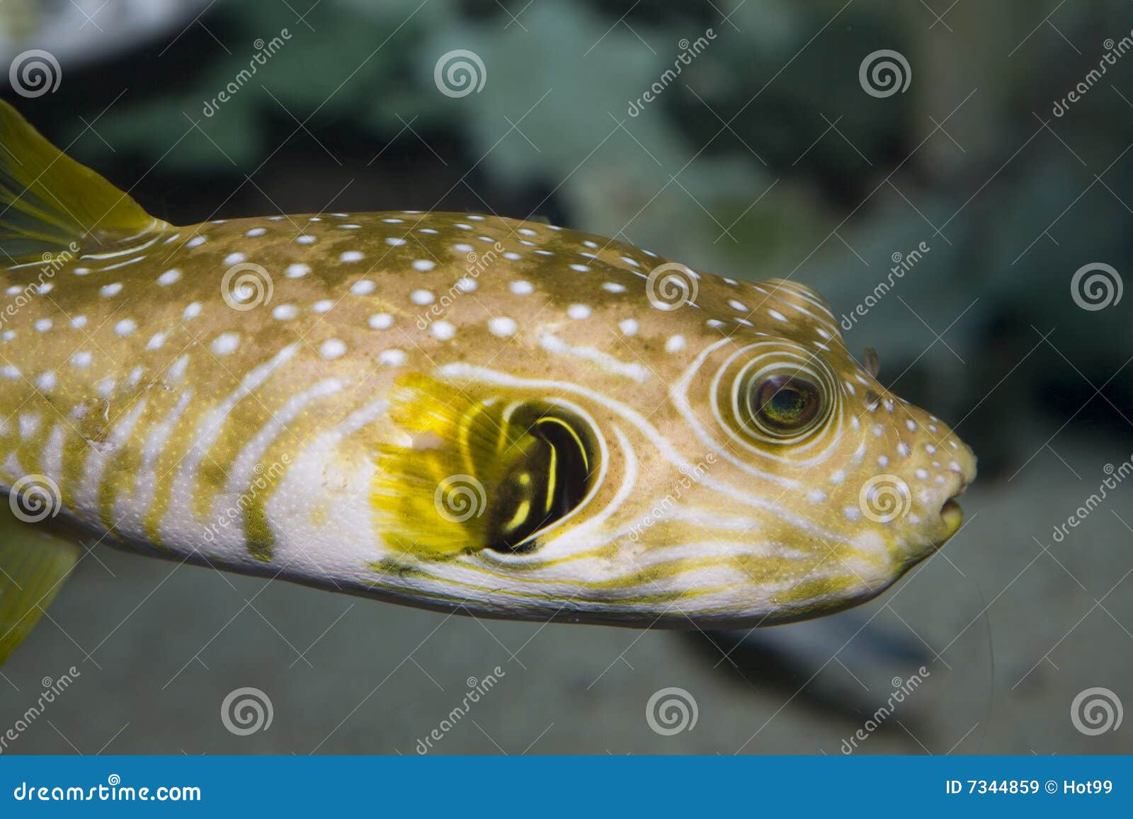 Pufferfish stock image. Image of horizontal, colors, reef - 7344859
