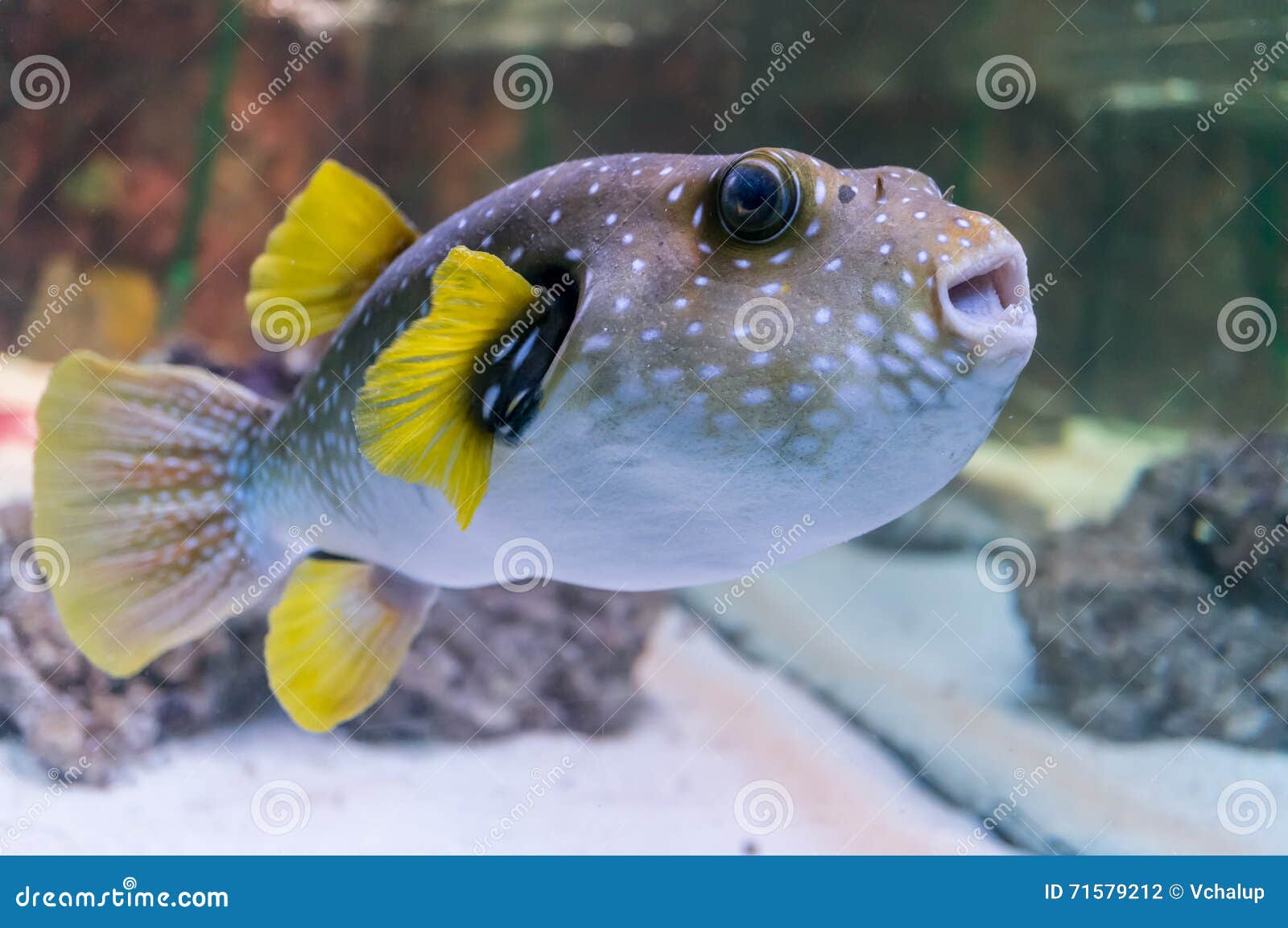 Pufferfish in aquarium stock photo. Image of aquarium - 71579212