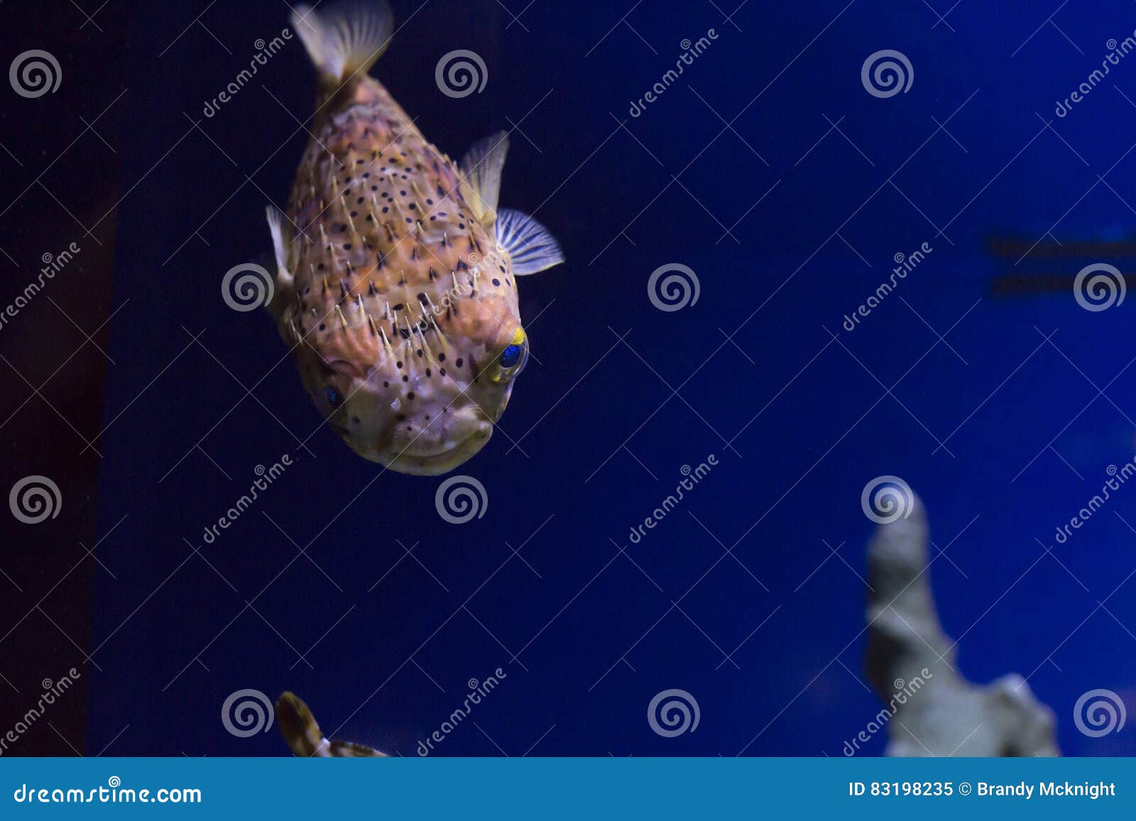 Pufferfish stock image. Image of blowing, bright, life - 83198235
