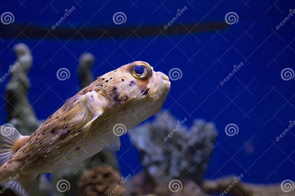 Pufferfish stock photo. Image of animal, inflatable, macro - 83223146