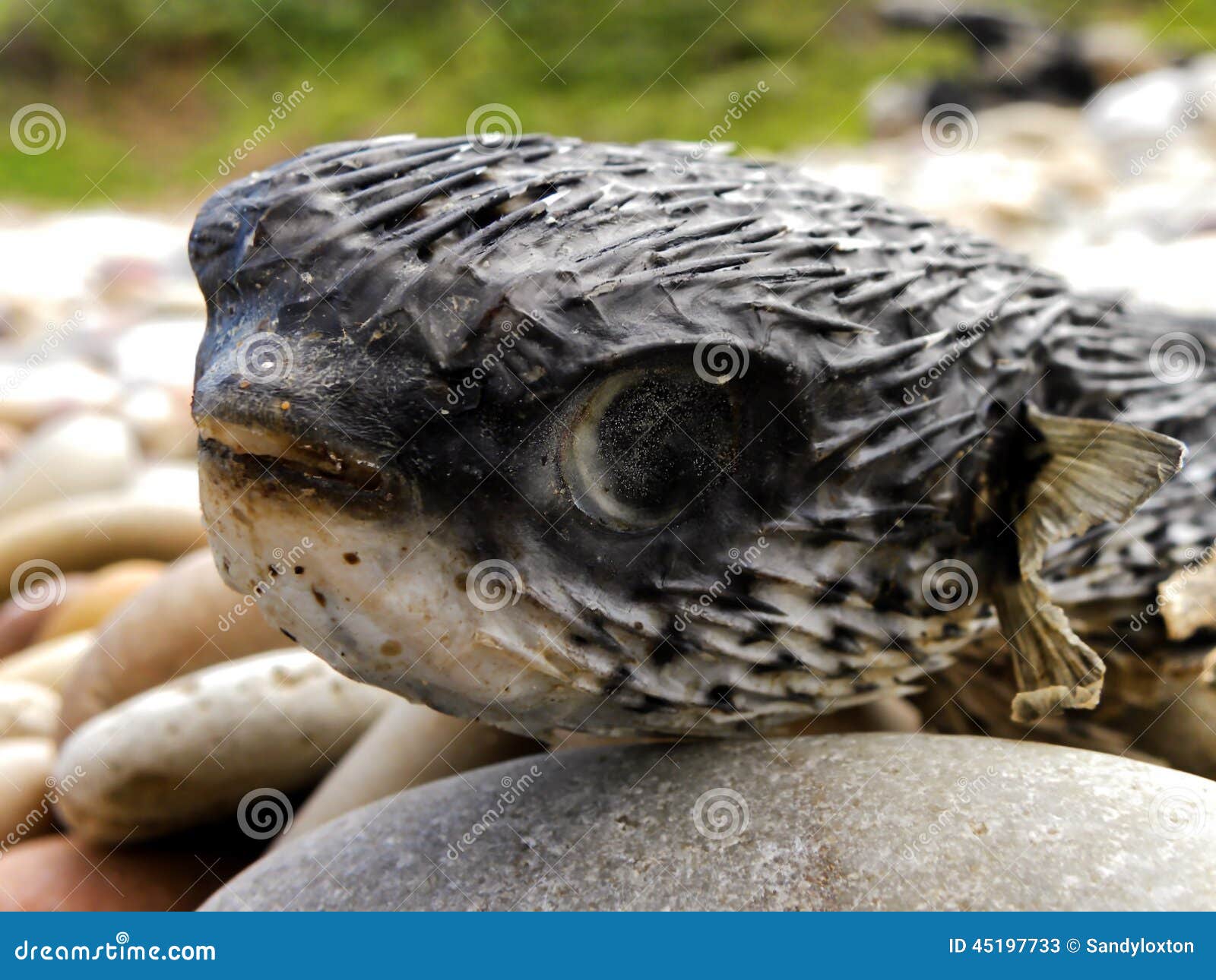 Pufferfish 1 stock image. Image of dried, fish, toxin - 45197733
