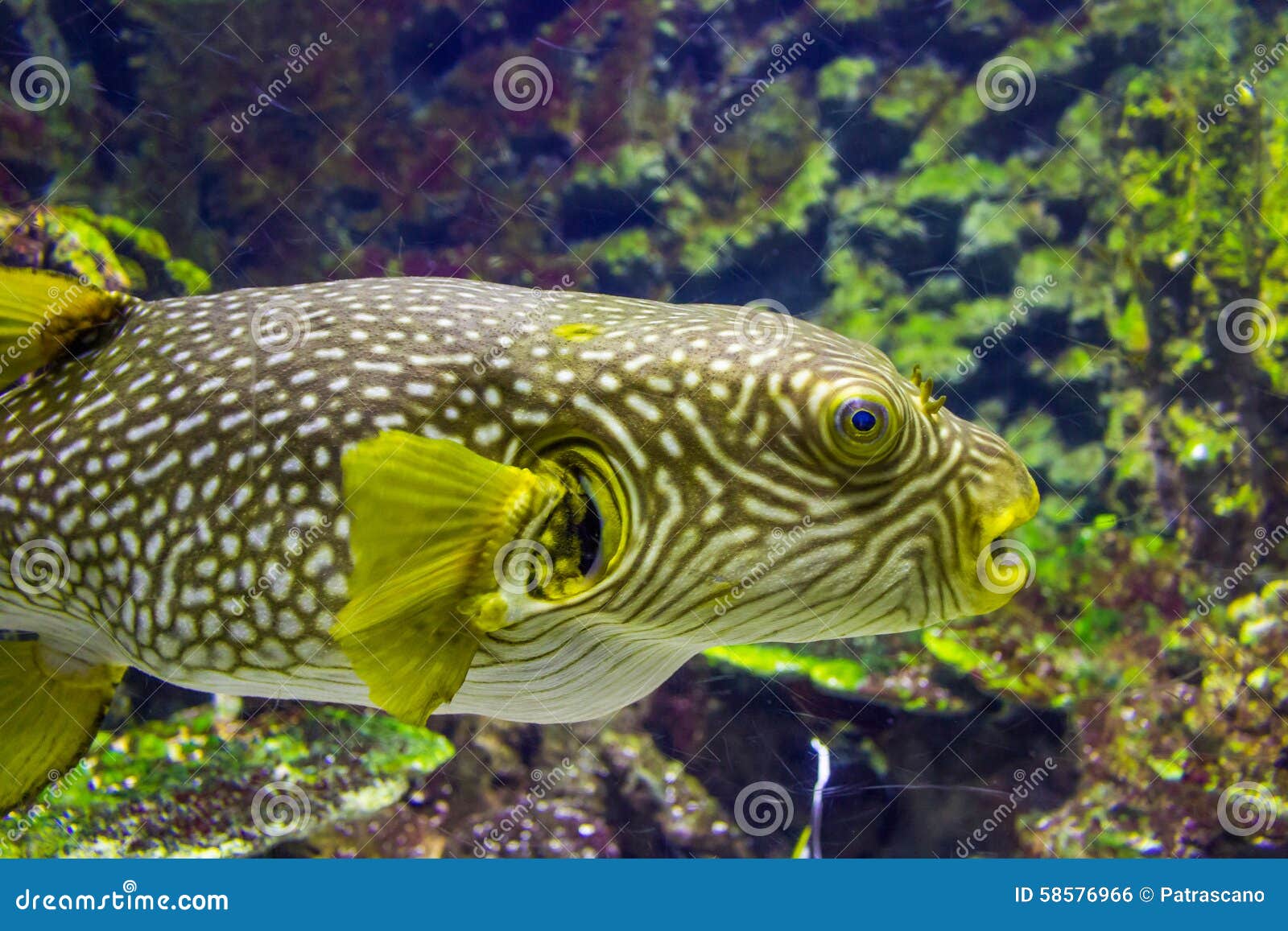 Pufferfish closeup stock photo. Image of exotic, puffer - 58576966