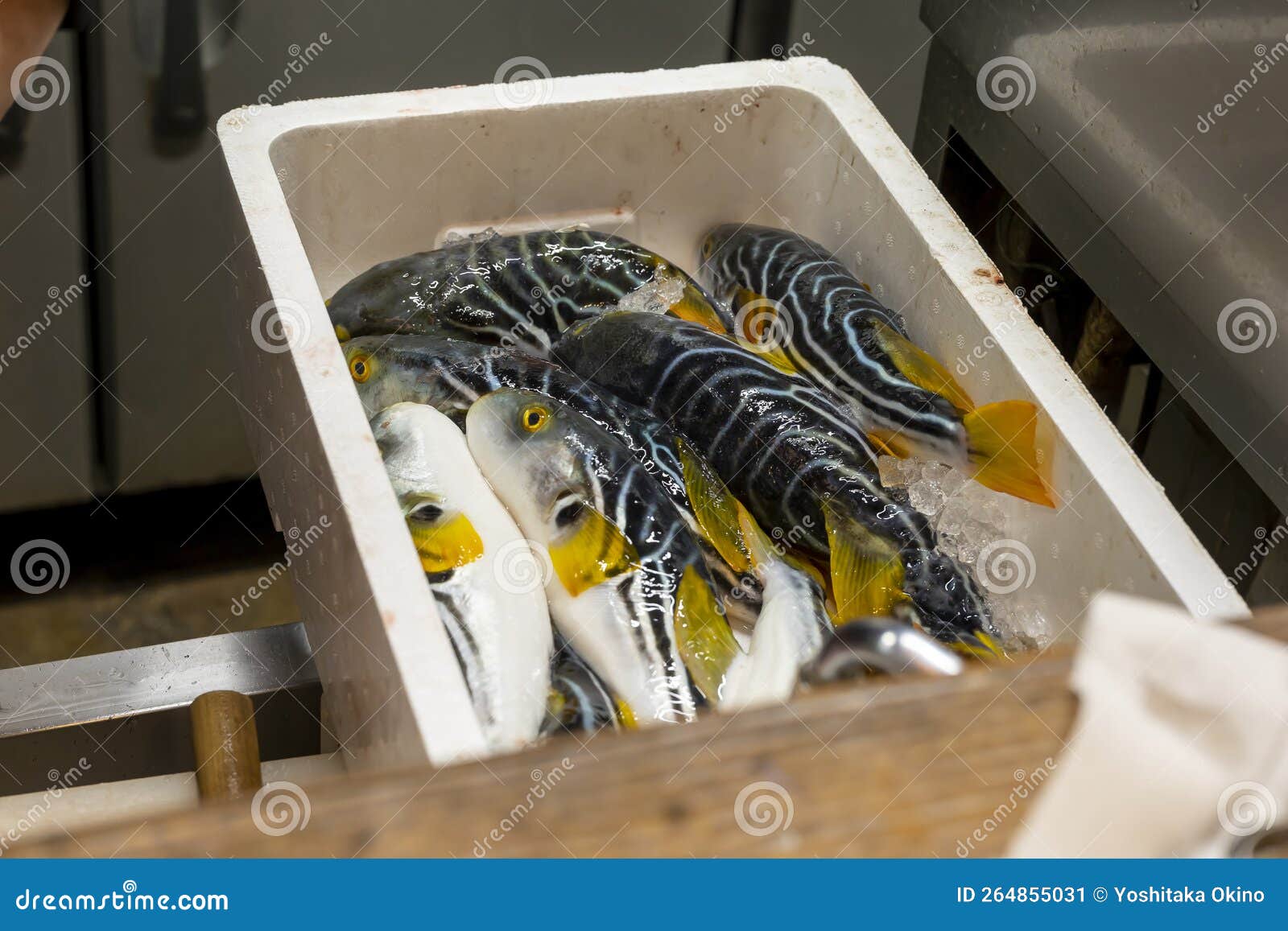 Pufferfish is Cooked by a Japanese Chef with a Special License Stock ...