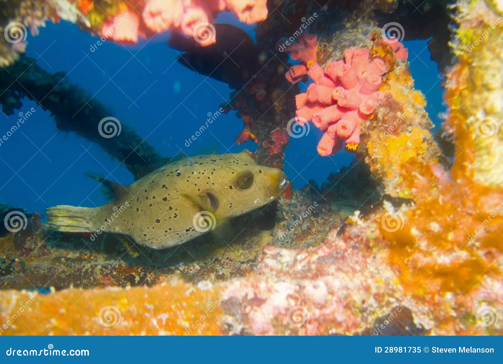 Pufferfish in coral reef stock image. Image of tropical - 28981735
