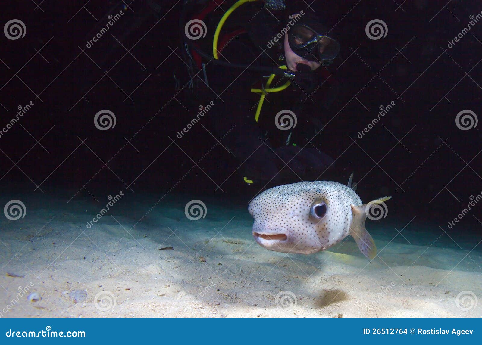 Pufferfish with Diver during Night Dive, Cuba Stock Photo - Image of ...