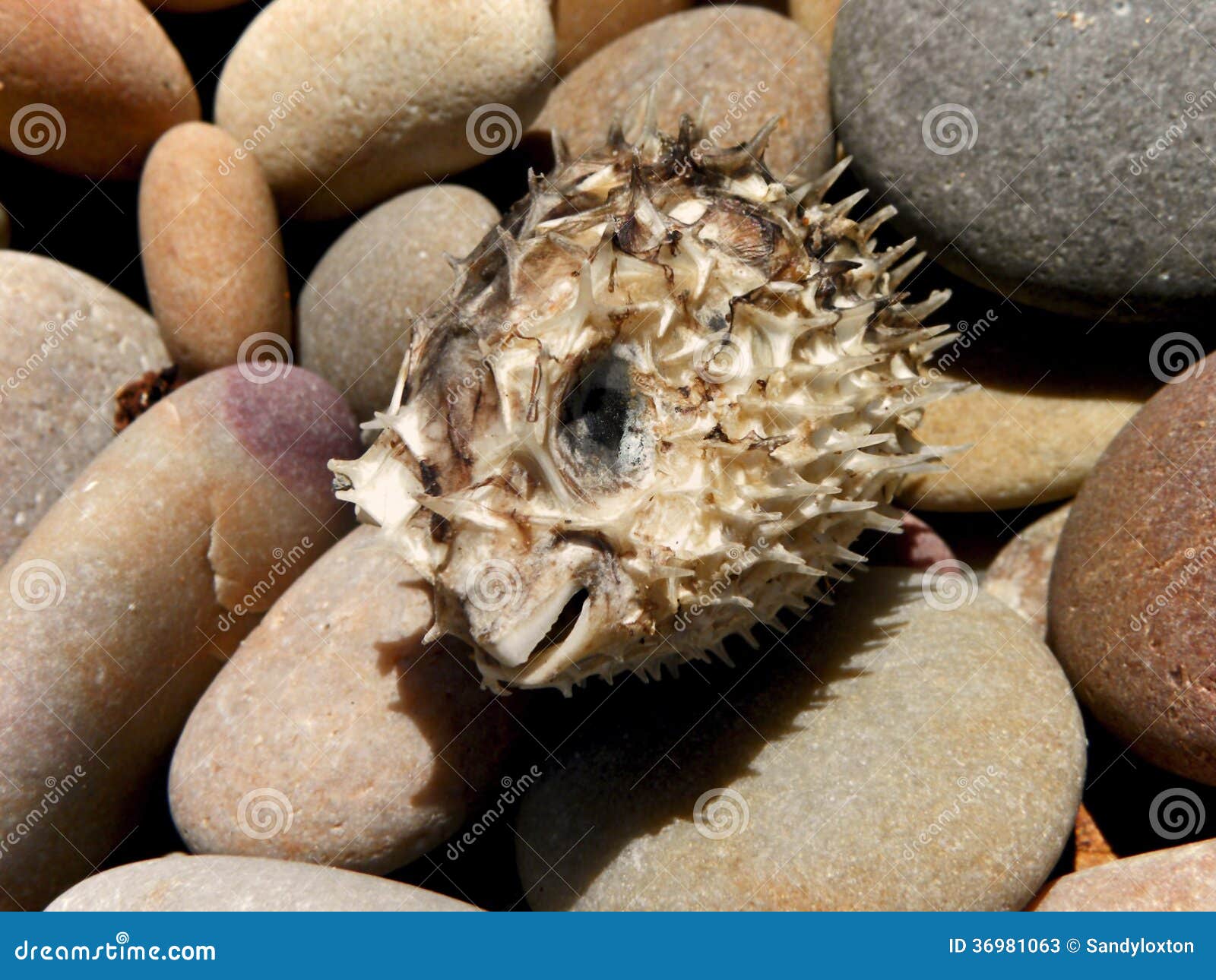 Pufferfish 1 do porco- imagem de stock. Imagem de peixes - 36981063