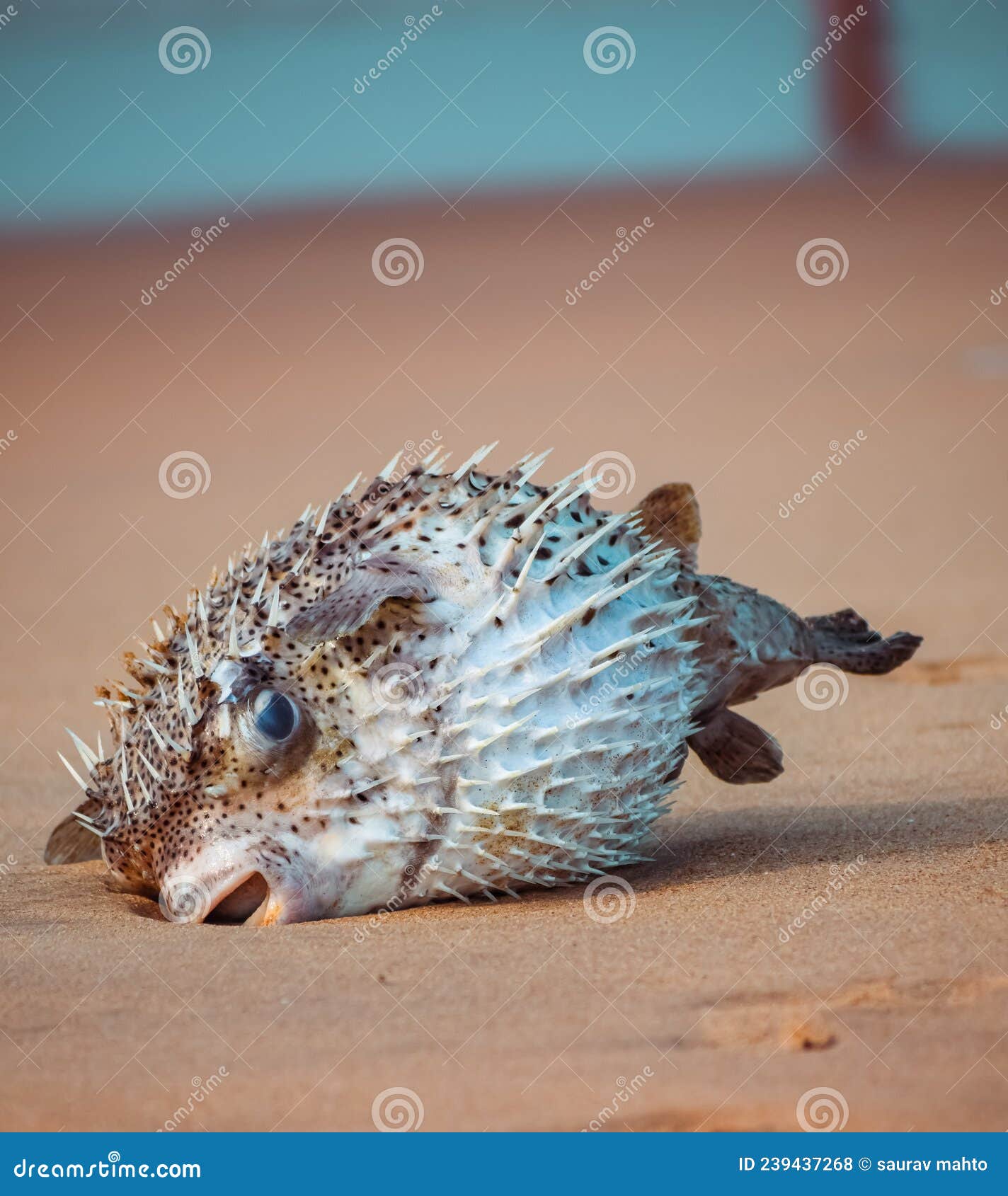 Pufferfish on sand stock photo. Image of fish, monsters - 239437268
