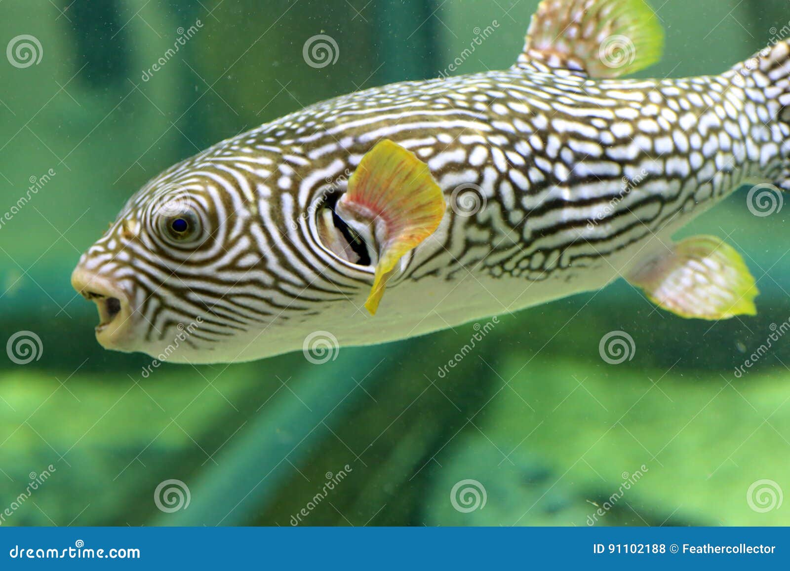 Pufferfish reticulados foto de archivo. Imagen de fondo - 91102188