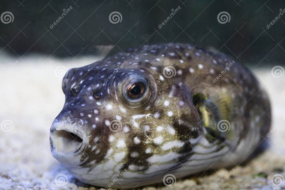 Pufferfish s face stock image. Image of pufferfish, coldblooded - 7375789