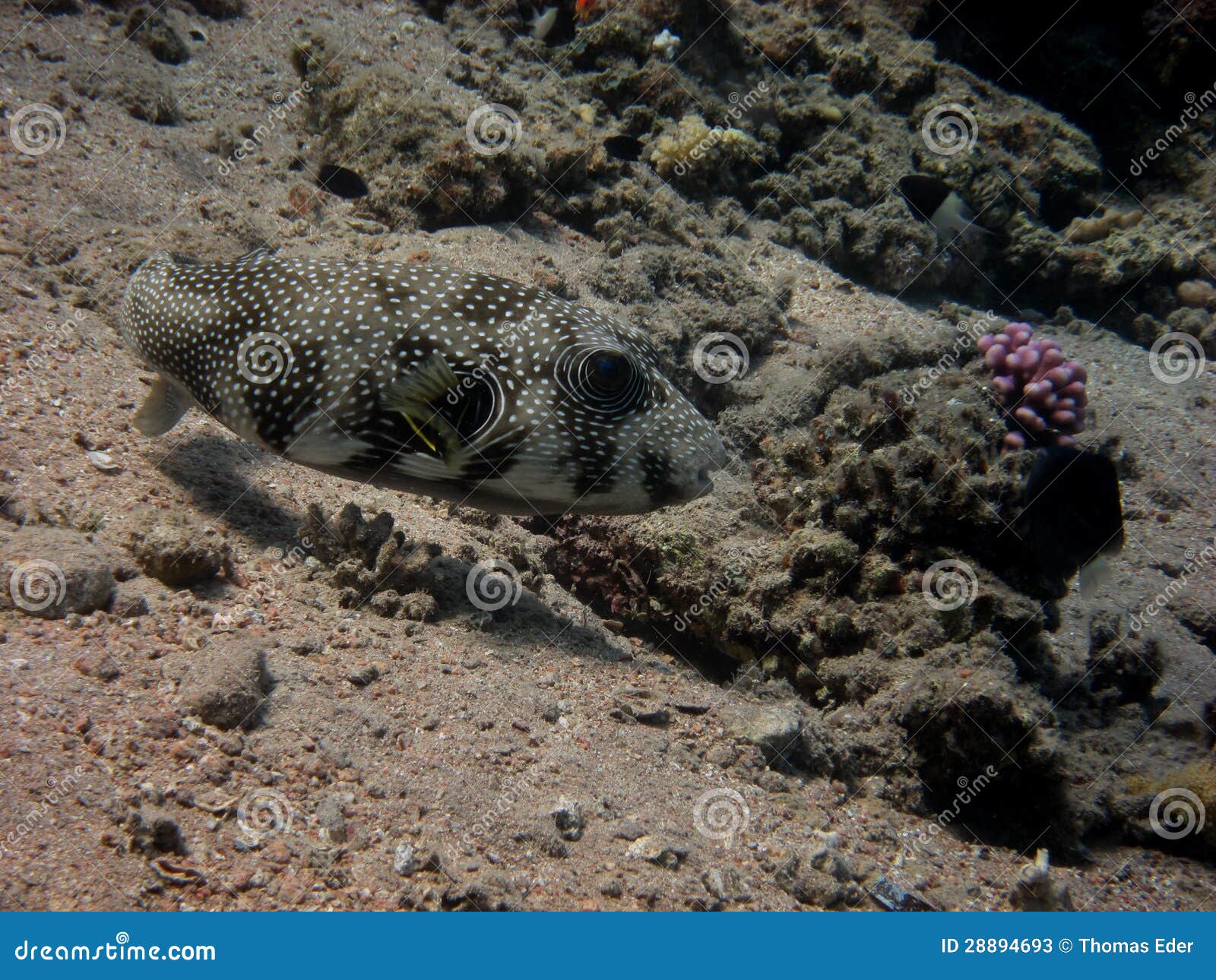 Pufferfish on the side stock image. Image of exotic, blue - 28894693