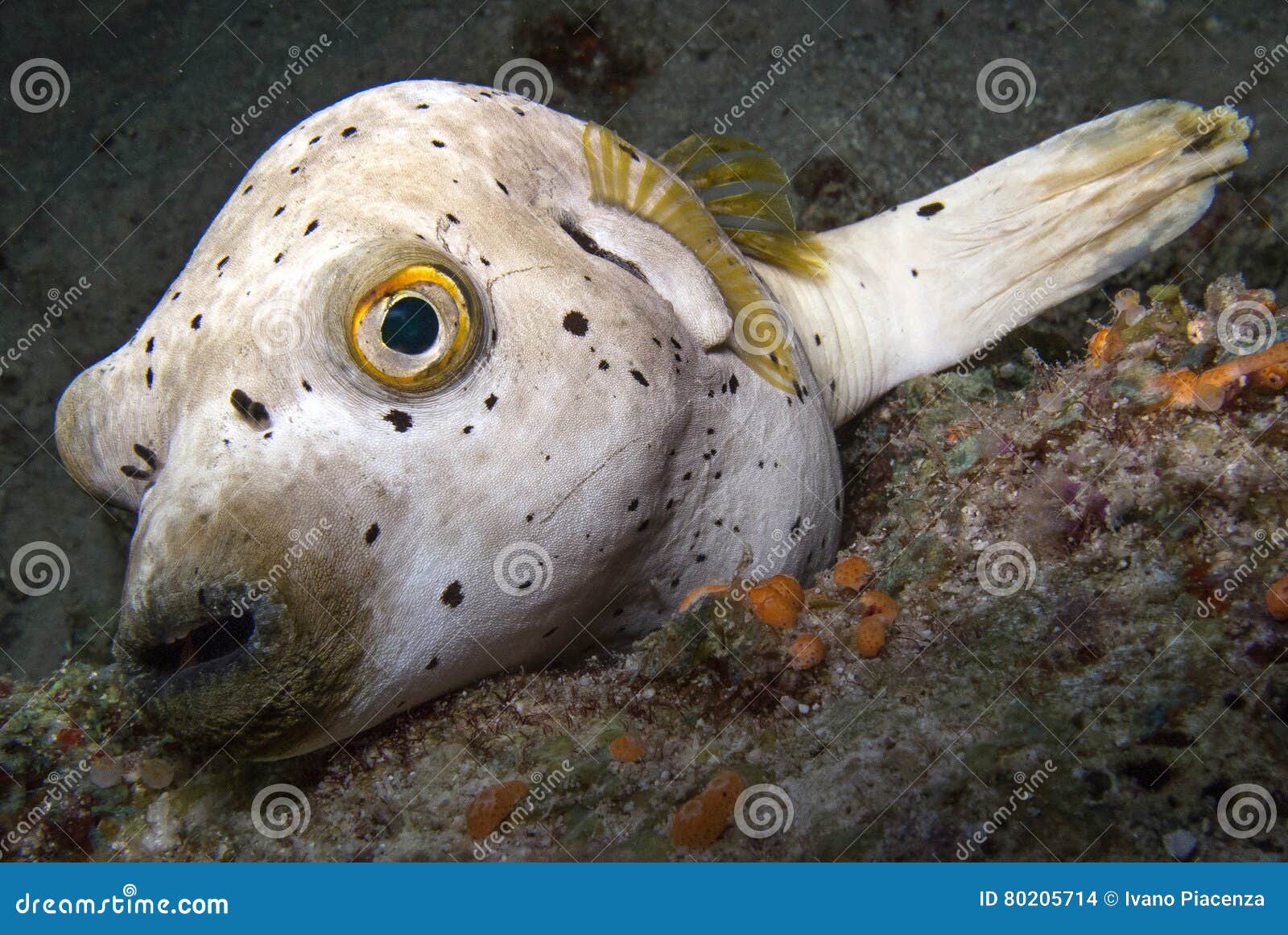 PufferFish stock photo. Image of philippines, wrasse - 80205714