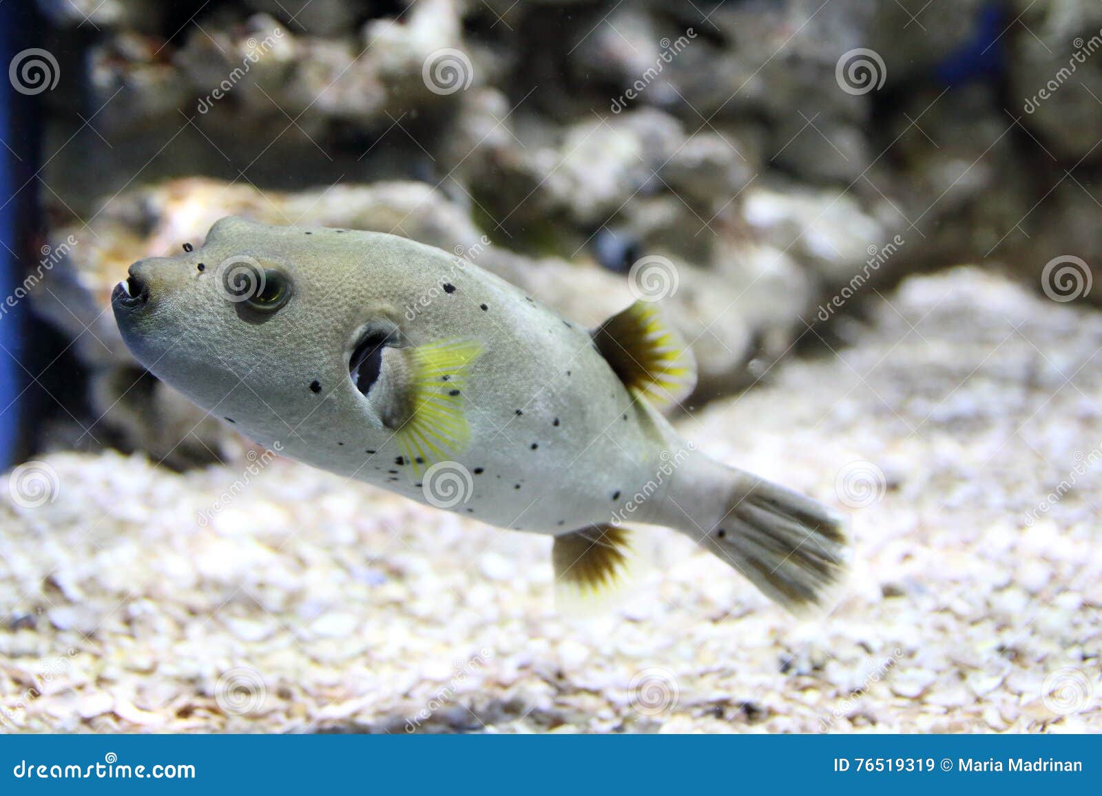 Pufferfish Swimming in an Aquarium Stock Image - Image of underwater ...