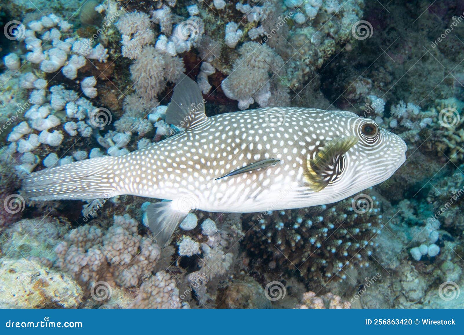 Pufferfish Swimming Around a Sharp Textured Coral Reef Under the Sea ...