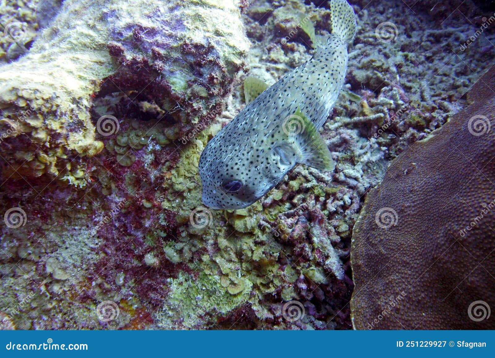 Pufferfish Swimming in the Coral Reef Stock Image - Image of diving ...