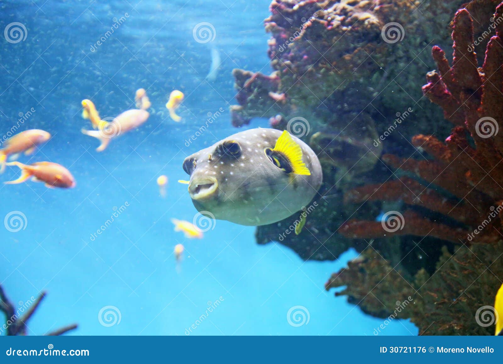 Pufferfish stock photo. Image of animal, natural, colorful - 30721176