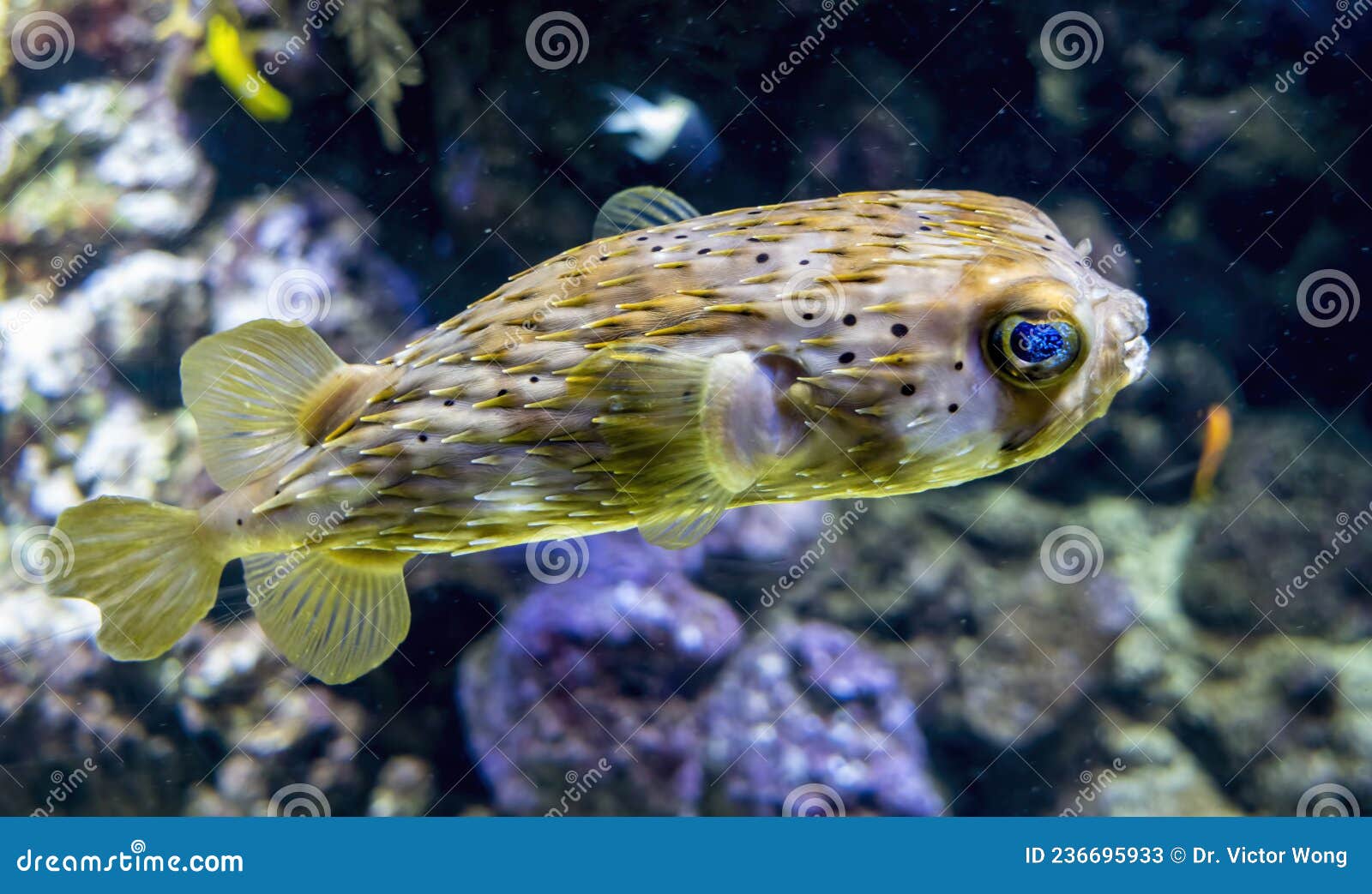 Pufferfish Swims into Image Frame in an Aquarium Stock Image - Image of ...