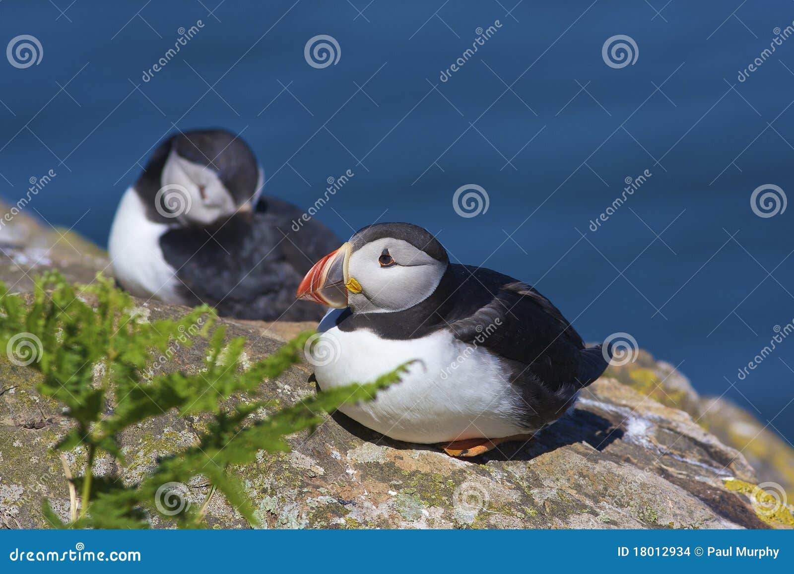 993 Puffin Eye Stock Photos - Free & Royalty-Free Stock Photos from ...