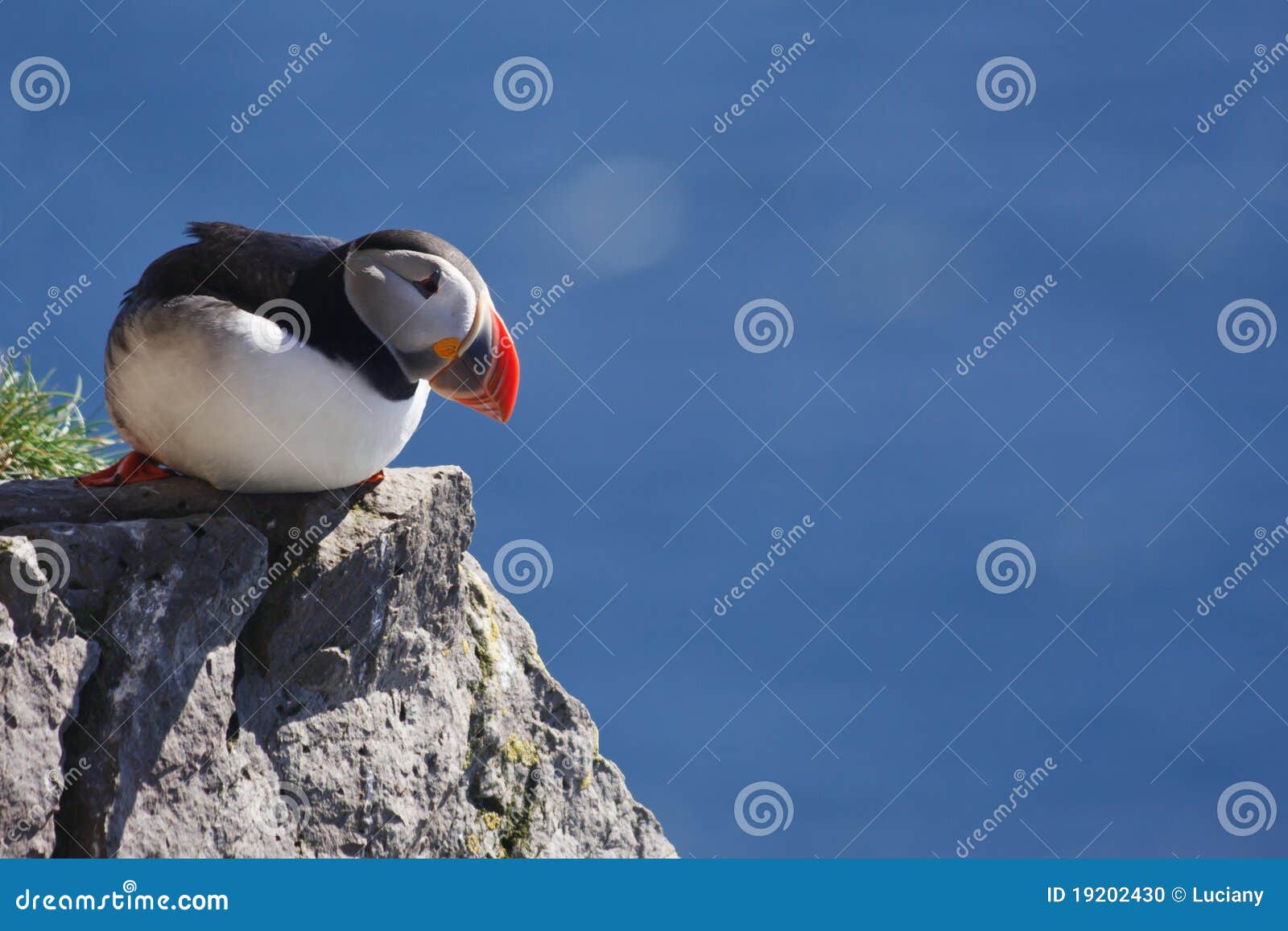 Puffin stock photo. Image of iceland, bird, travel, water - 19202430