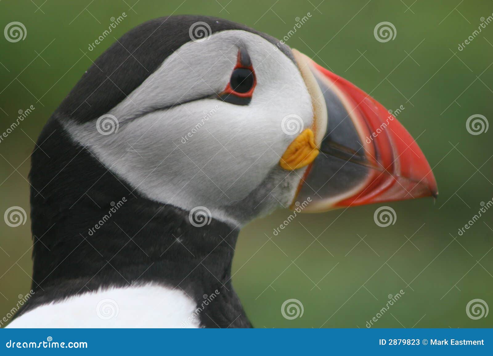 Puffin (22) stock image. Image of seabird, head, face - 2879823