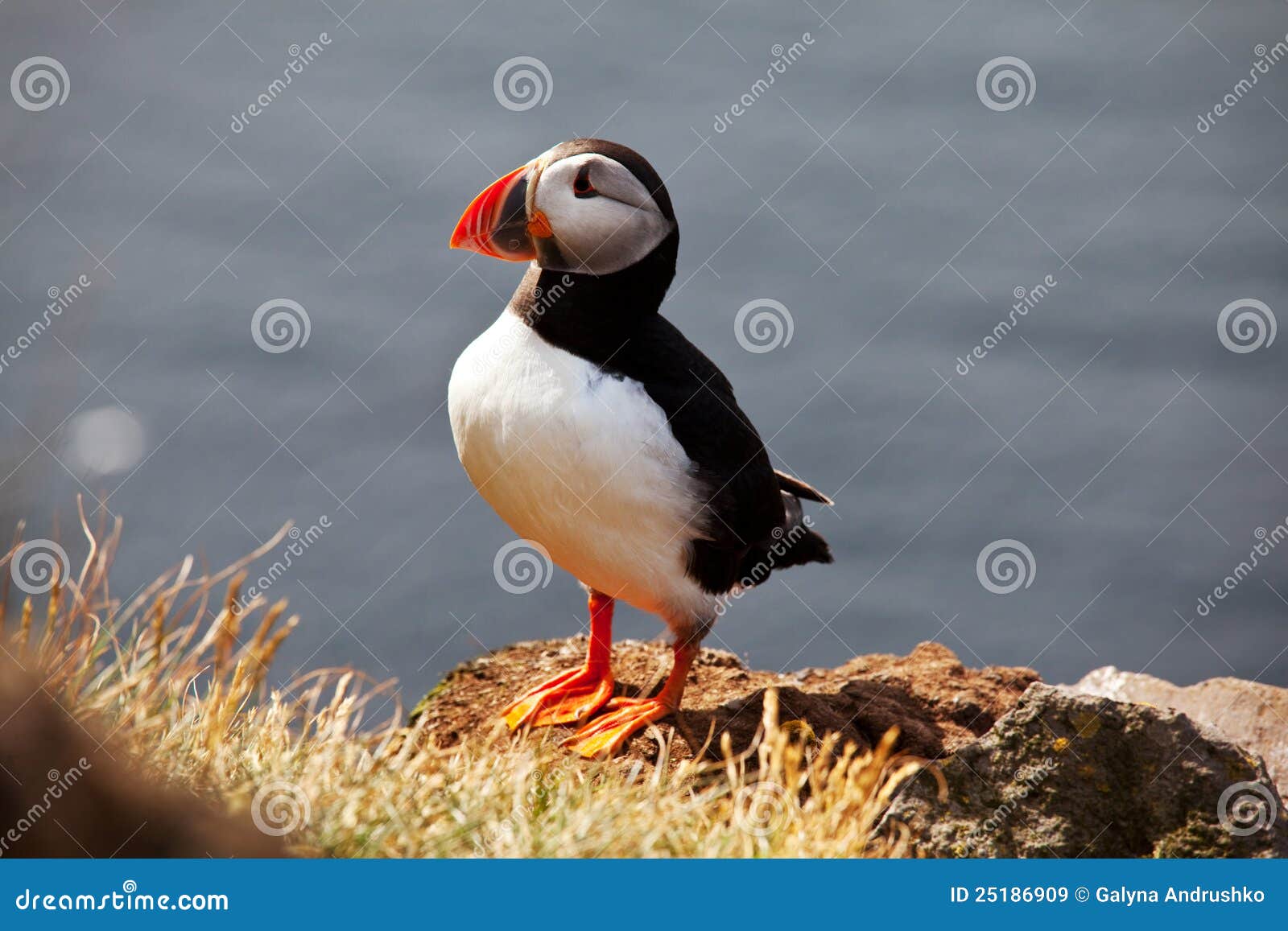 Puffin stock image. Image of grass, pretty, curious, animal - 25186909