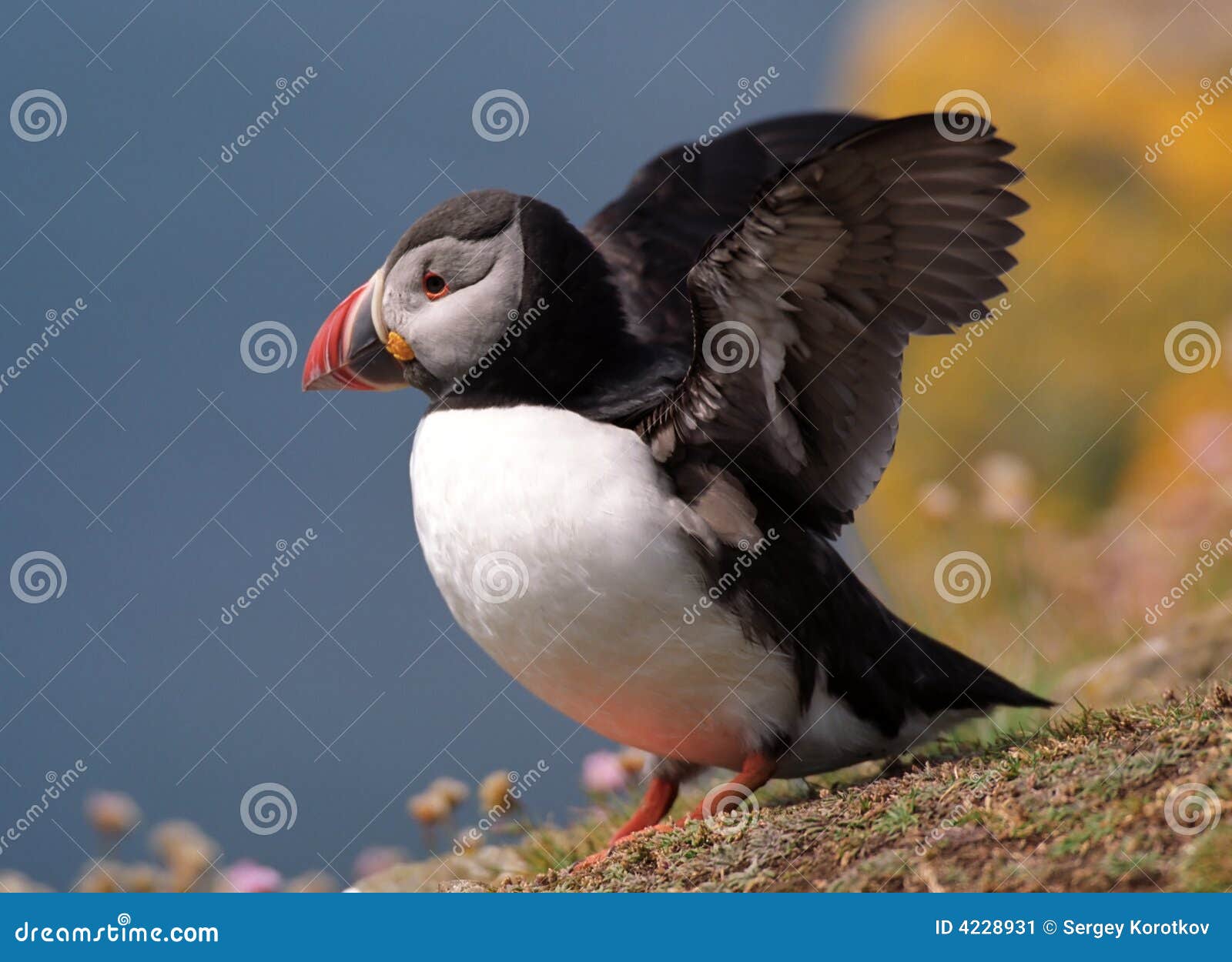 Puffin stock image. Image of europe, birdwatching, wildlife - 4228931