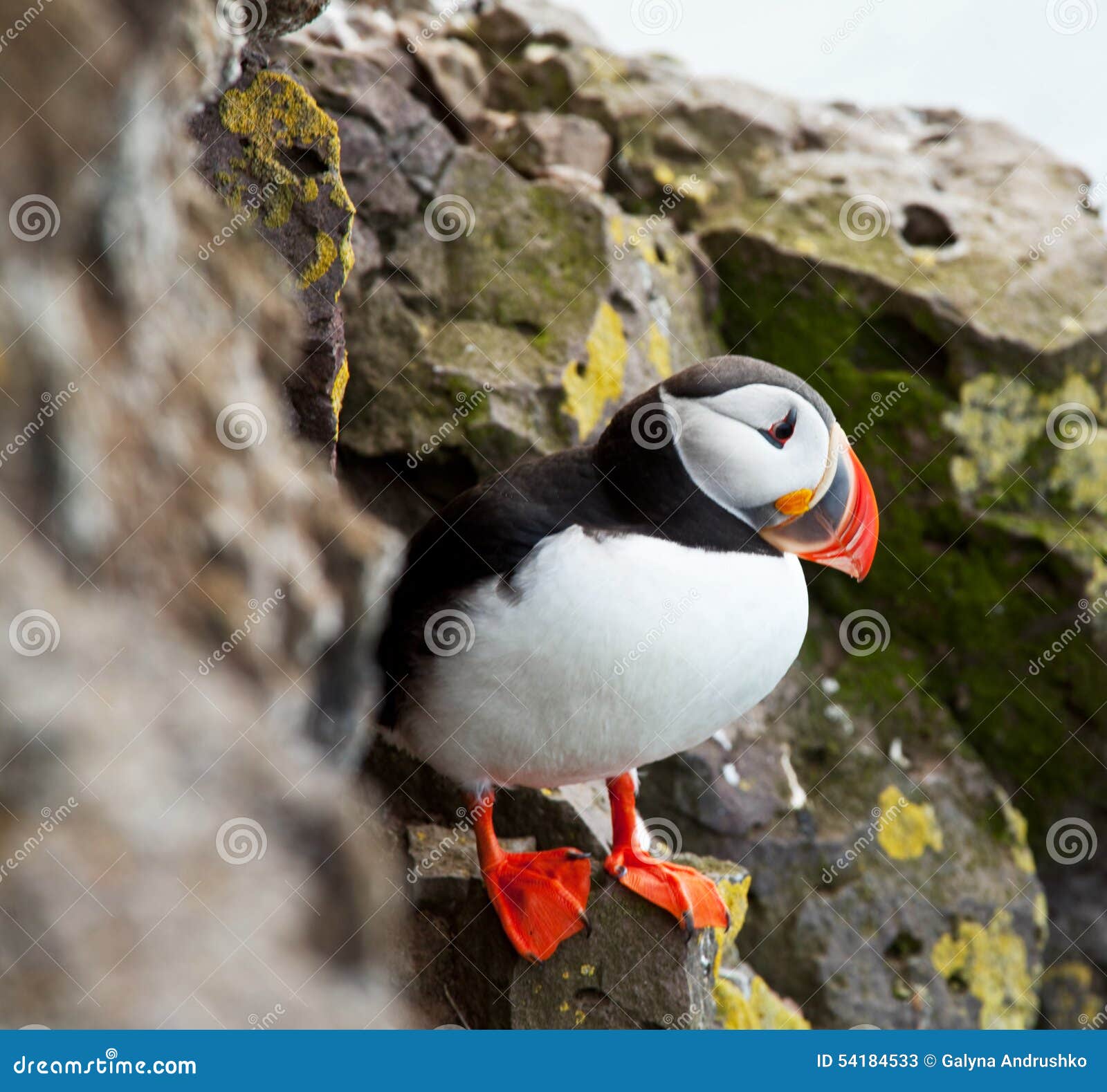 Puffin stock image. Image of pretty, little, seabird - 54184533
