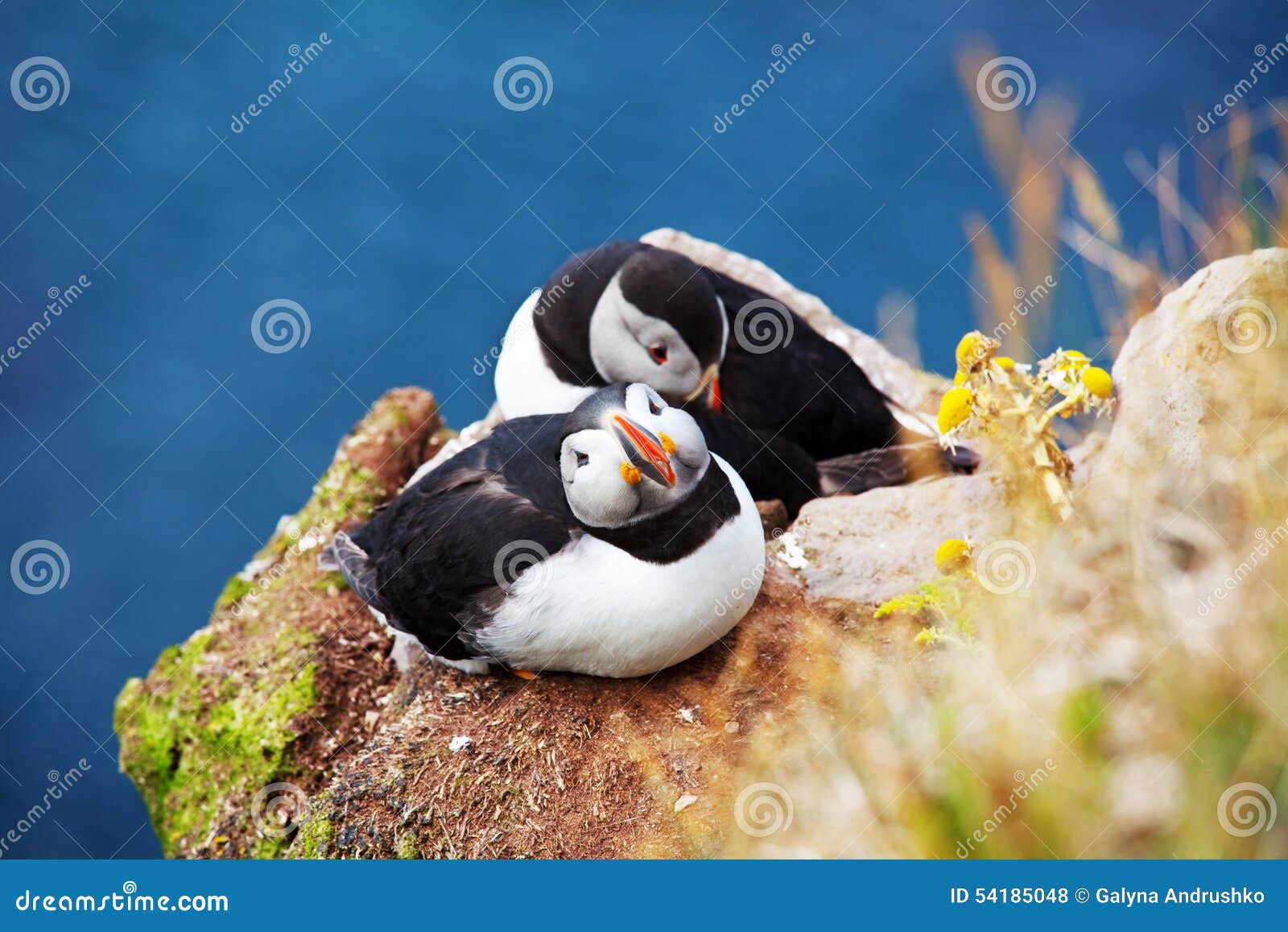 Puffin stock photo. Image of looking, cliff, puffin, ledge - 54185048