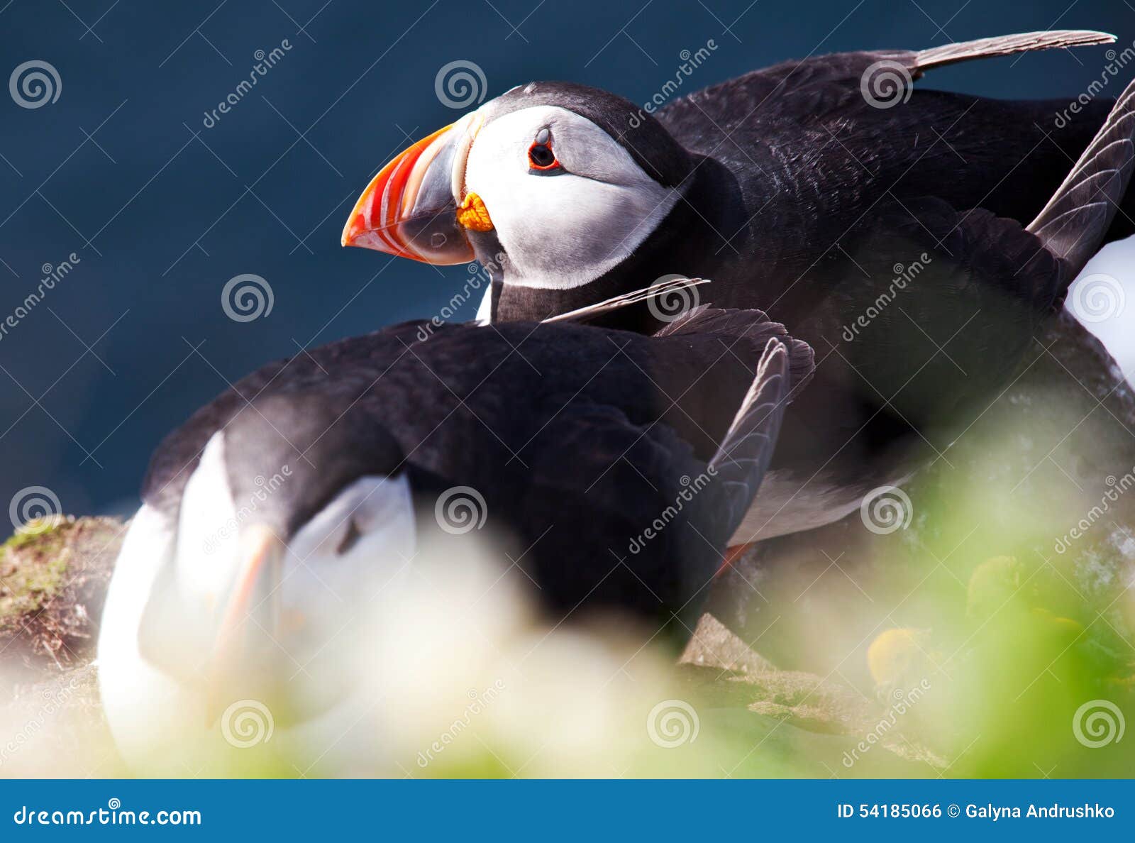 Puffin stock photo. Image of ocean, skellig, bird, great - 54185066