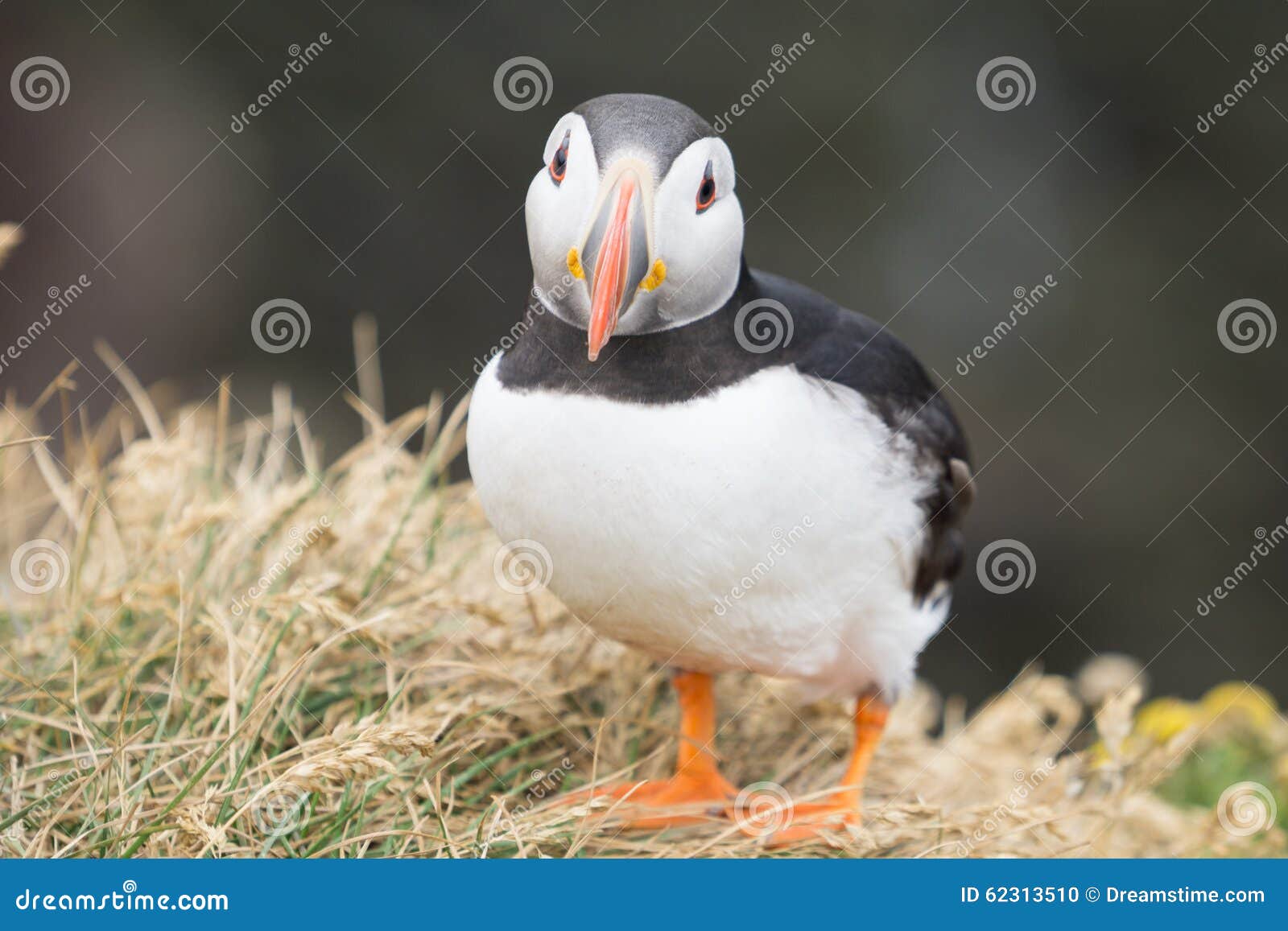 Puffin foto de archivo. Imagen de recorrido, féretro - 62313510