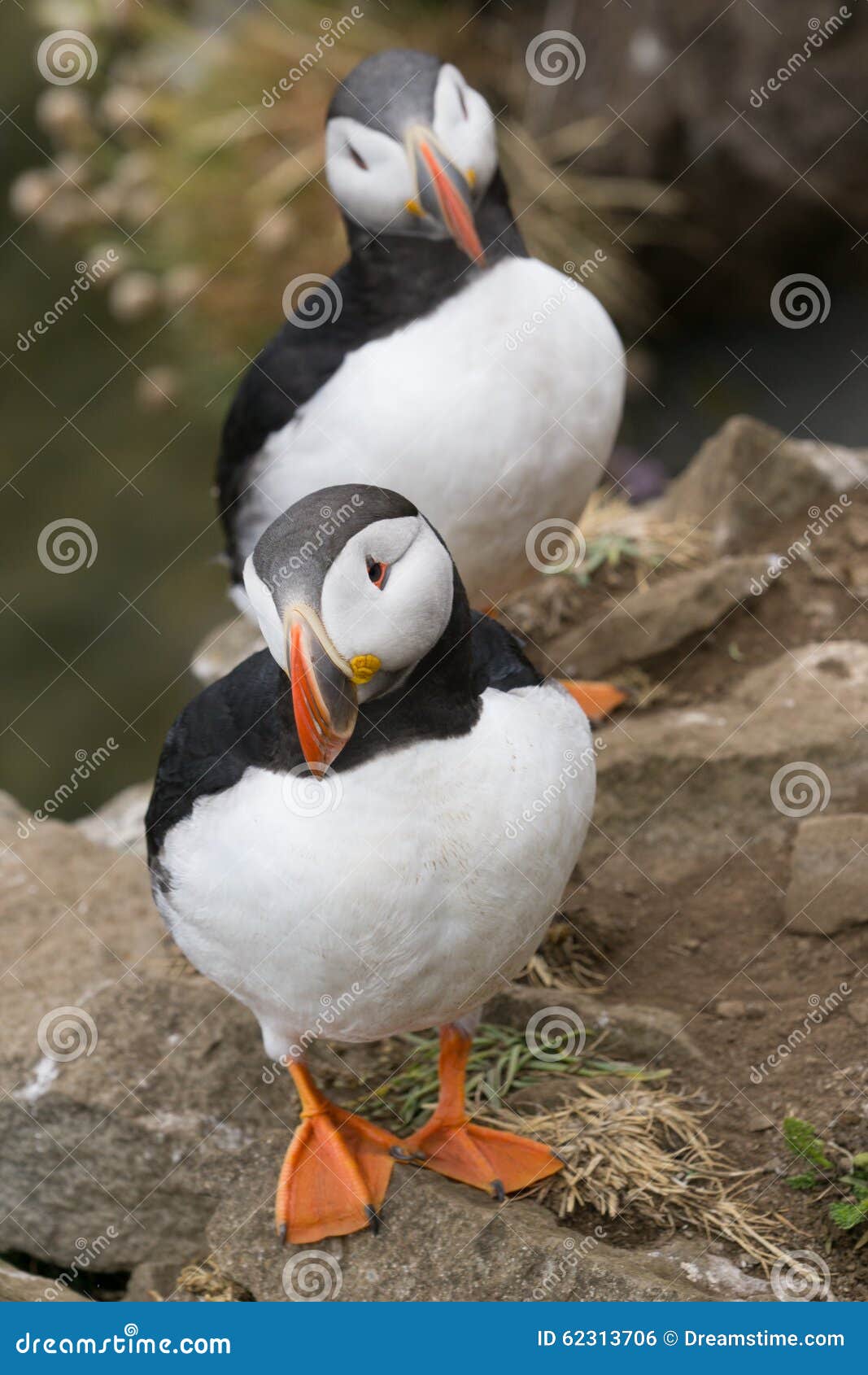 Puffin foto de archivo. Imagen de féretro, féretros, animal - 62313706