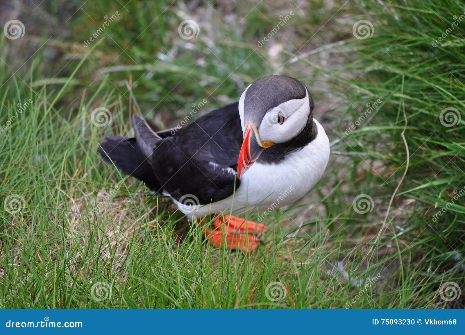 Puffin foto de archivo. Imagen de acantilado, féretros - 75093230