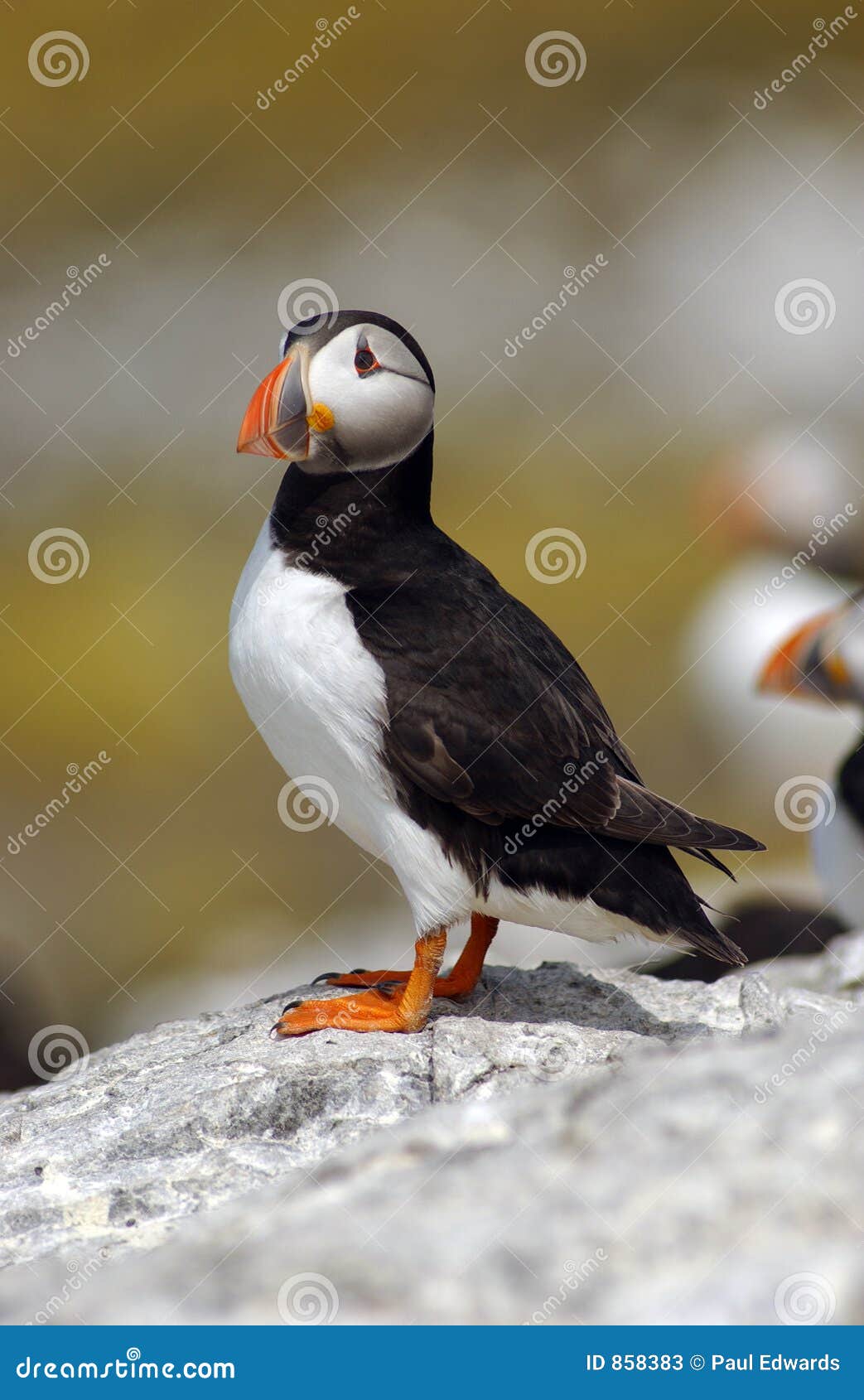 Puffin stock image. Image of farne, colourful, feathers - 858383