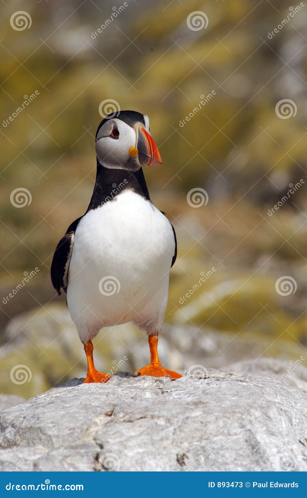 Puffin stock image. Image of white, puffin, islands, feet - 893473