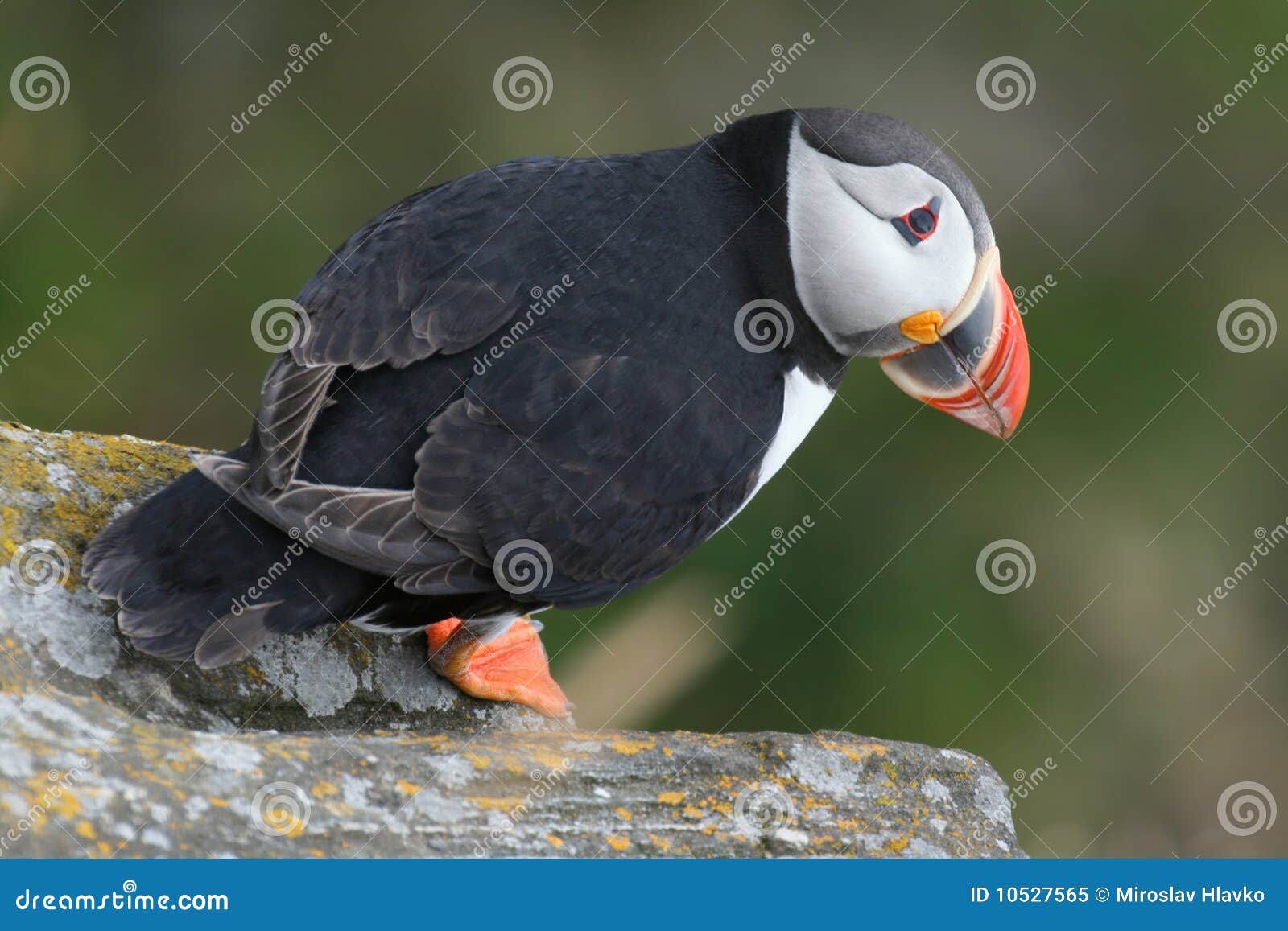 Puffin from back side stock image. Image of bird, wildlife - 10527565