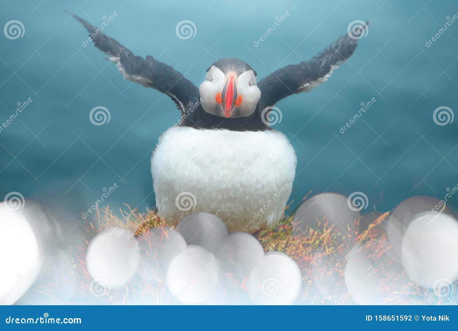 Puffin Bird is Acting and Looking at Camera in Iceland during Summer ...