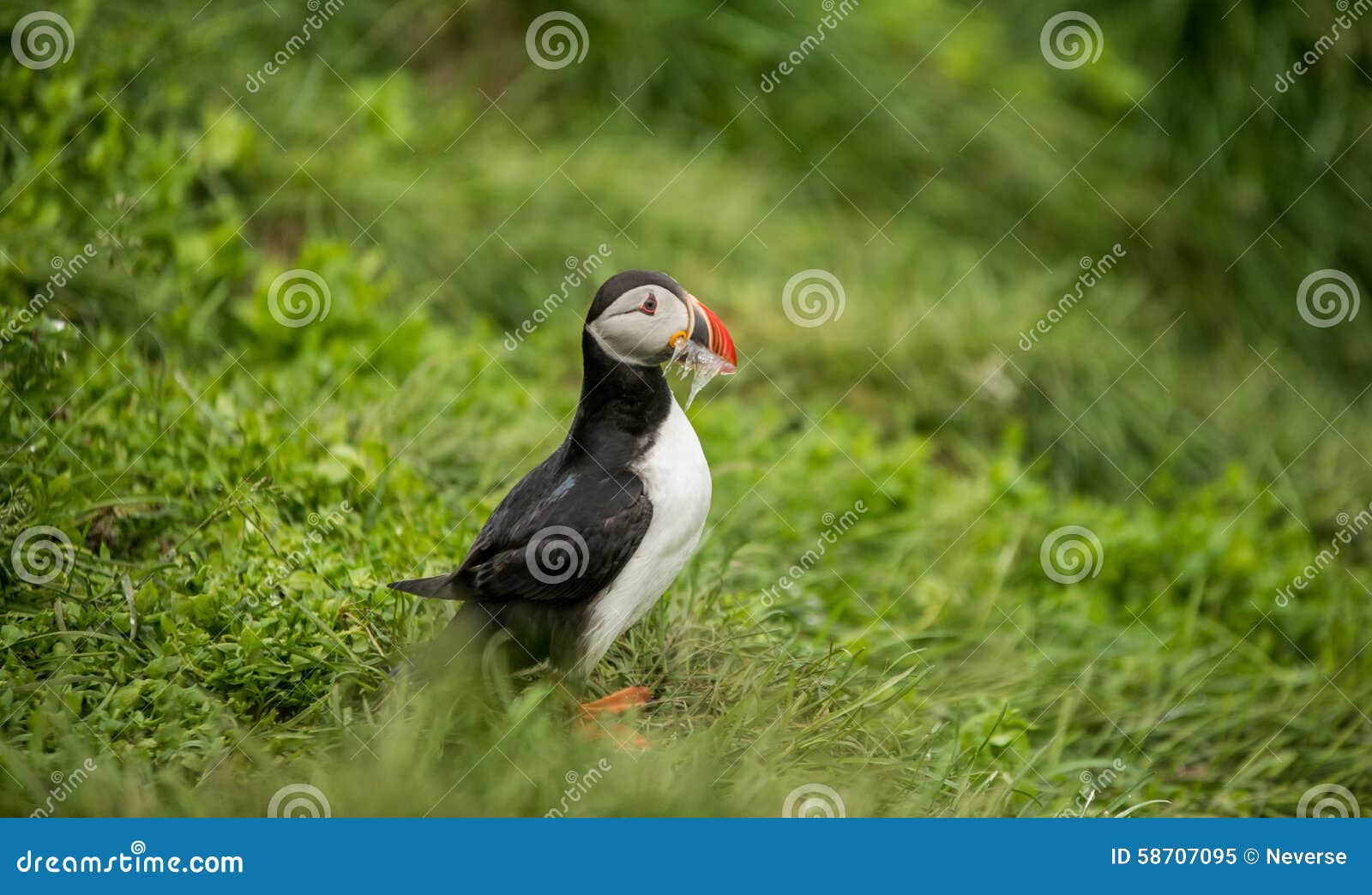 Puffin Bird Feeding on Fish Stock Image - Image of black, seabird: 58707095