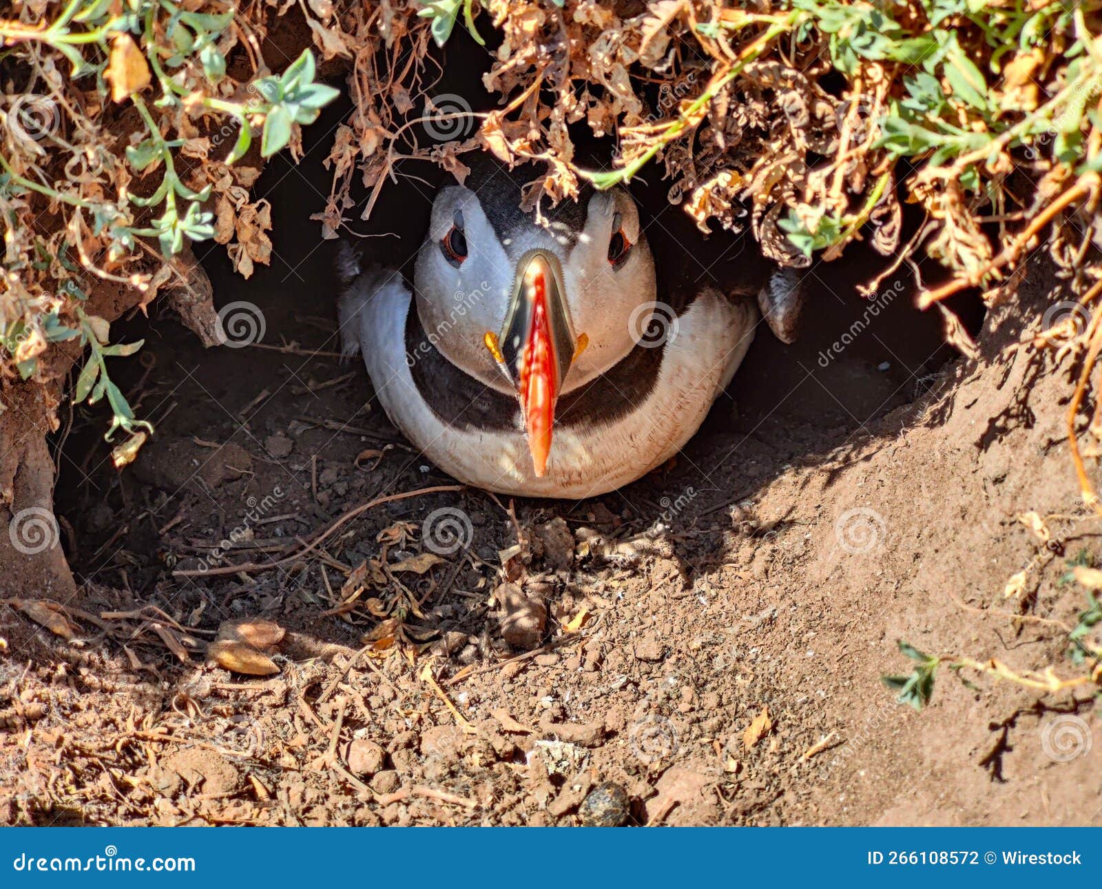 Puffin Bird with a Red Beak Sitting in a Hole Stock Photo - Image of ...